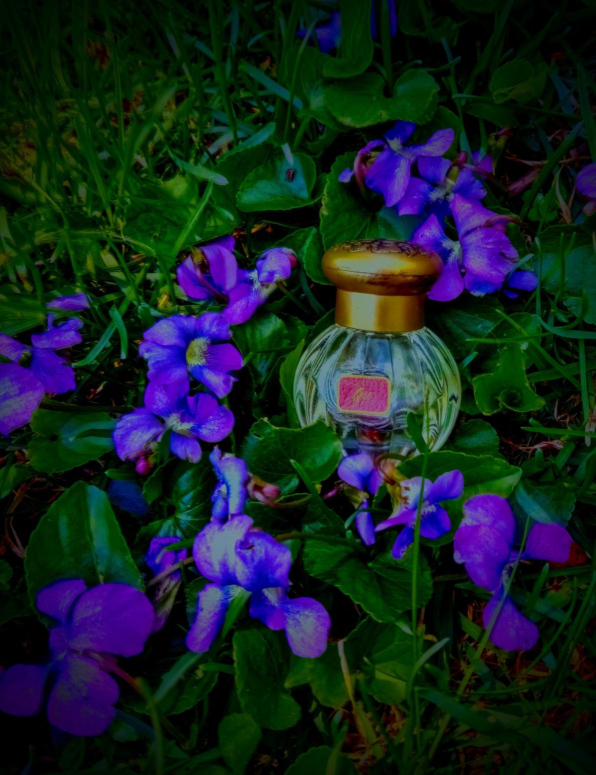 Gia Tocca perfume - a fragrance for women 2019