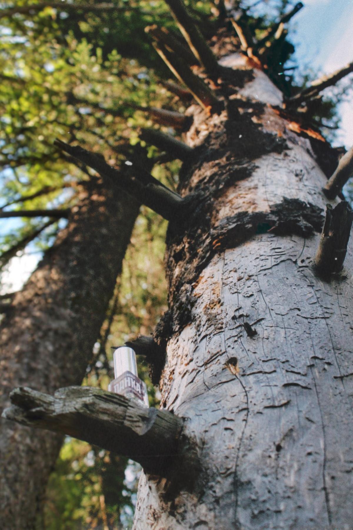 Panka (Панка) Aroma Karelia perfume - a new fragrance for women and men ...