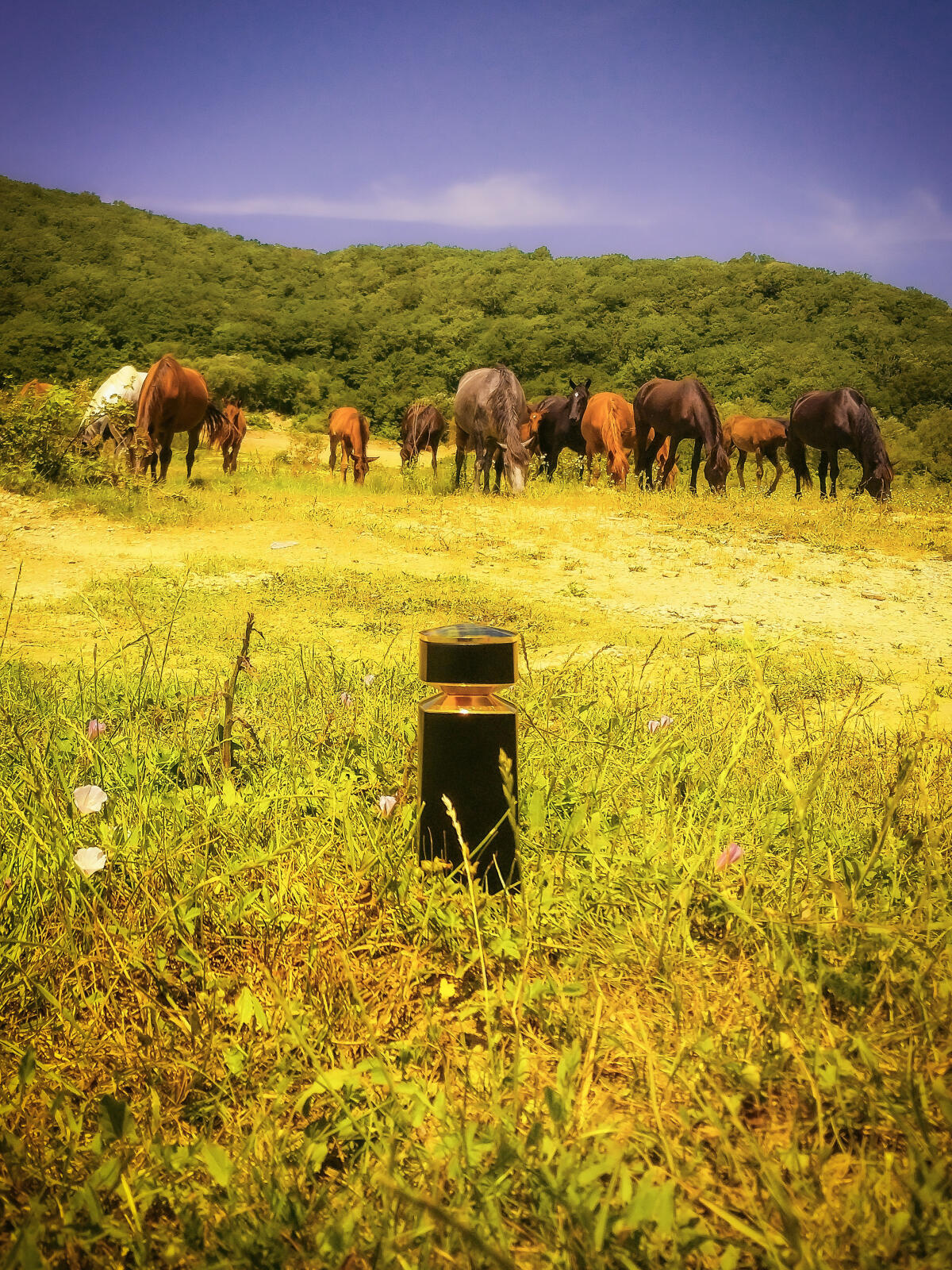 Falkar Bvlgari cologne - a fragrance for men 2019