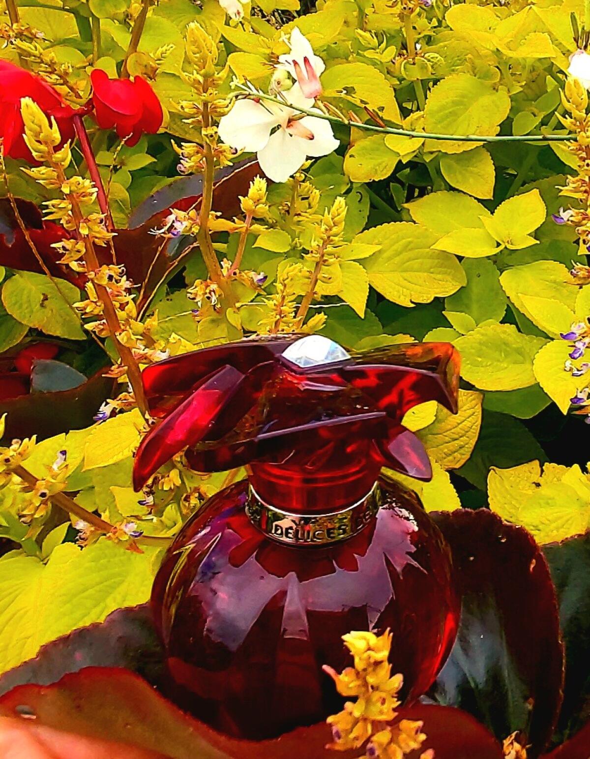 Delices De Cartier Eau de Parfum Cartier perfume - a fragrance for ...