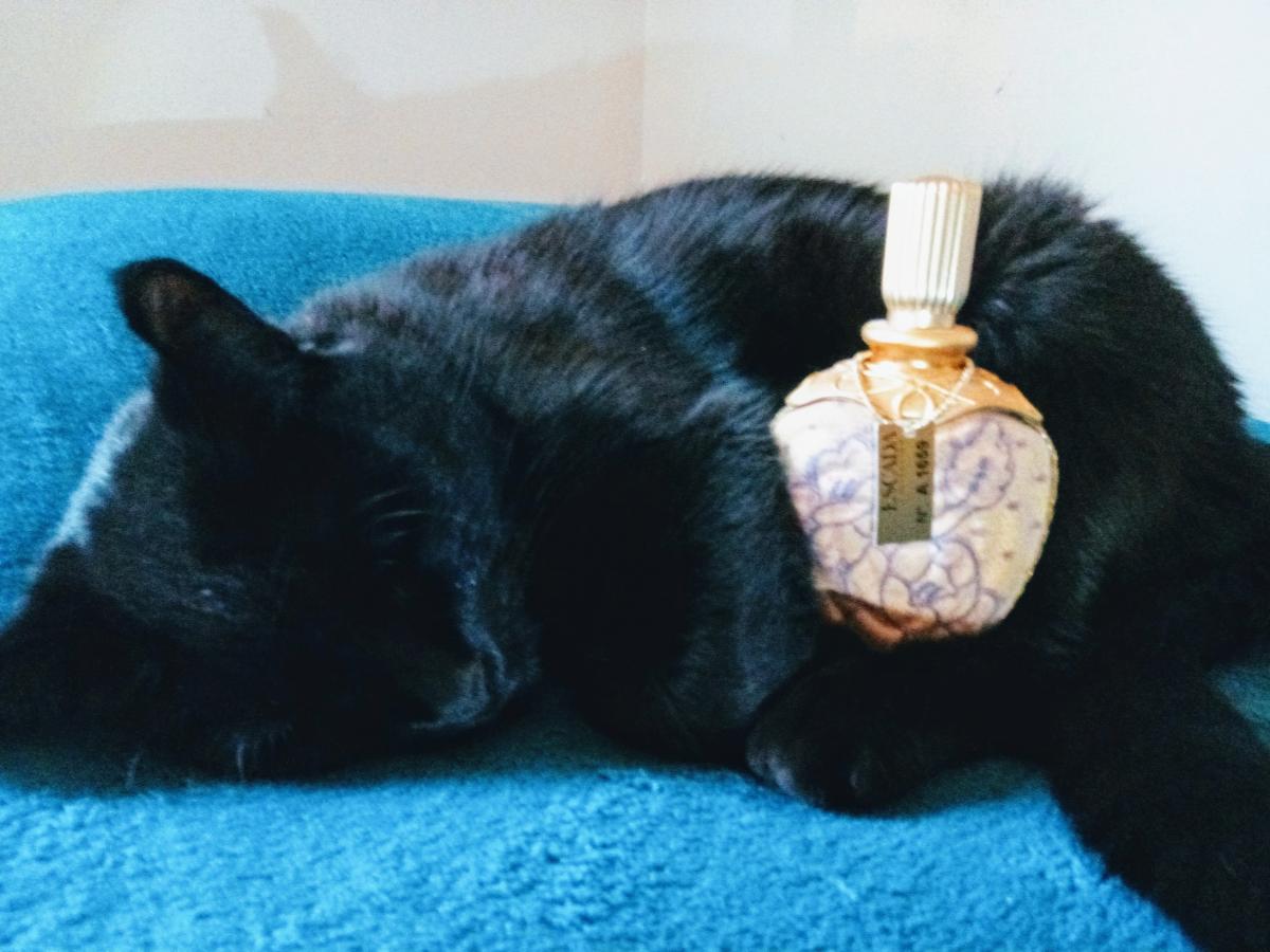 Escada Collection Escada perfume - a fragrance for women 1997