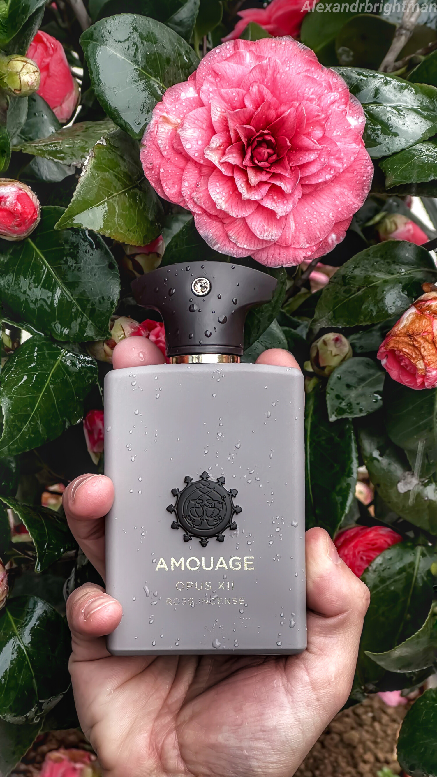 Opus XII – Rose Incense Amouage άρωμα - ένα άρωμα για γυναίκες και ...