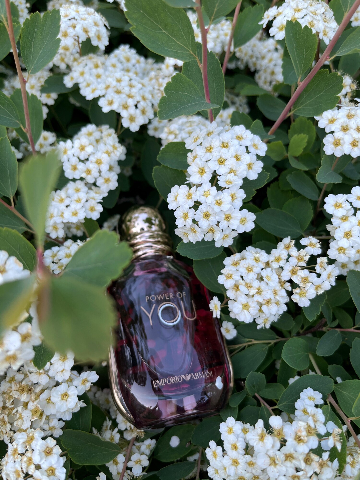 Power Of You Giorgio Armani perfume - a new fragrance for women 2026
