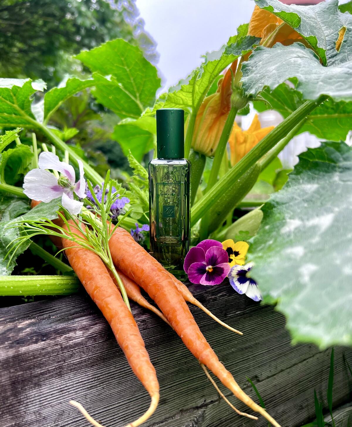 Carrot Blossom & Fennel Jo Malone London perfume - a fragrance for ...