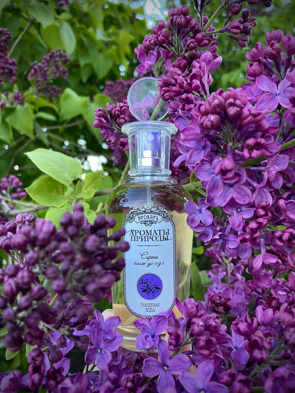Сирень после дождя - Lilac After The Rain Brocard аромат — аромат для ...