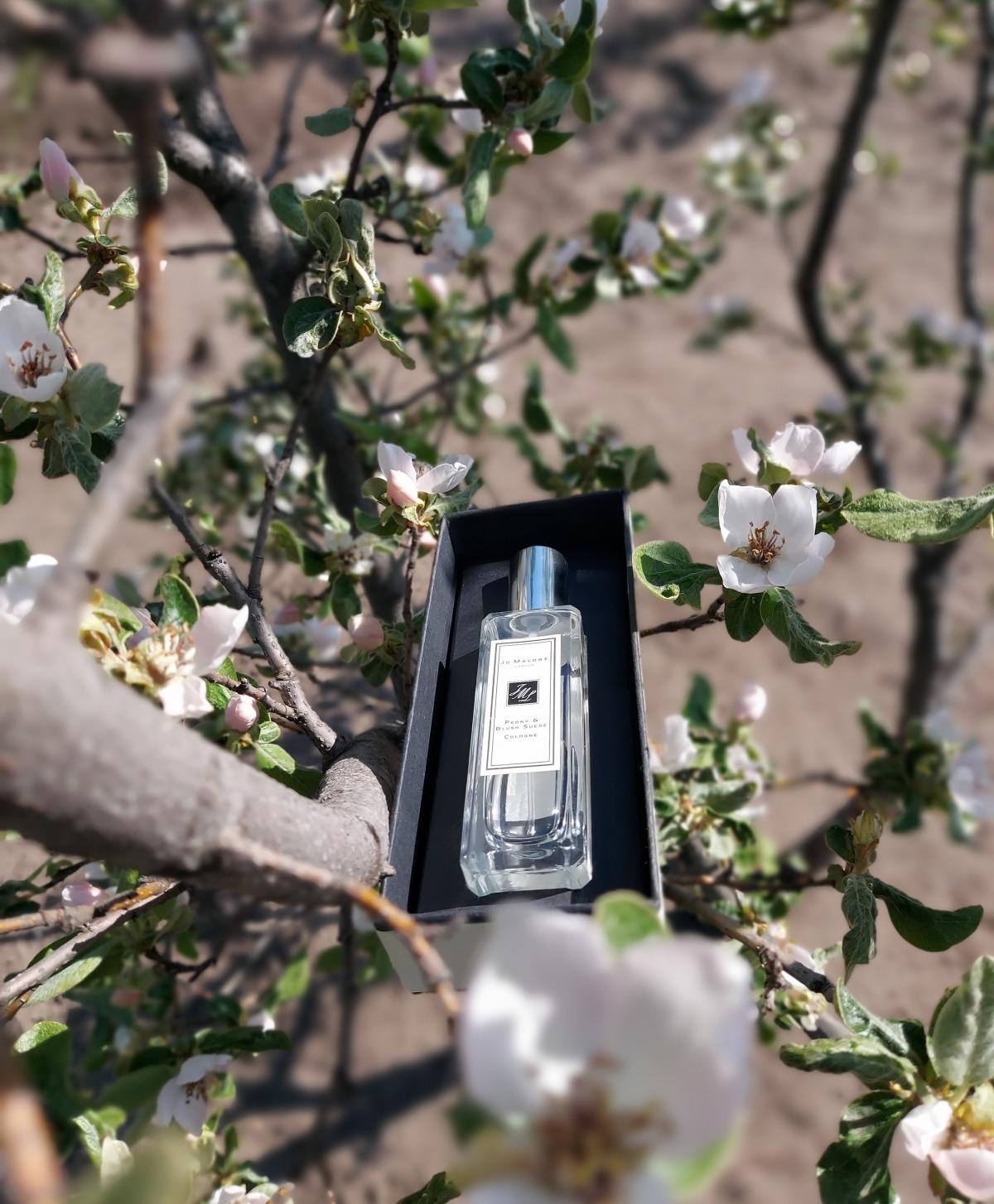 Peony & Blush Suede Jo Malone London perfume - a fragrance for women 2013