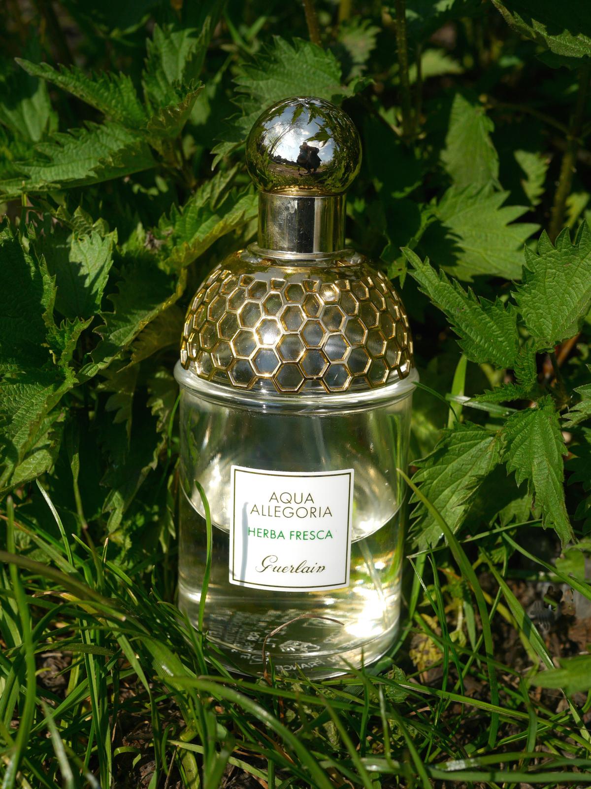 Aqua Allegoria Herba Fresca Guerlain perfume - a fragrance for women ...