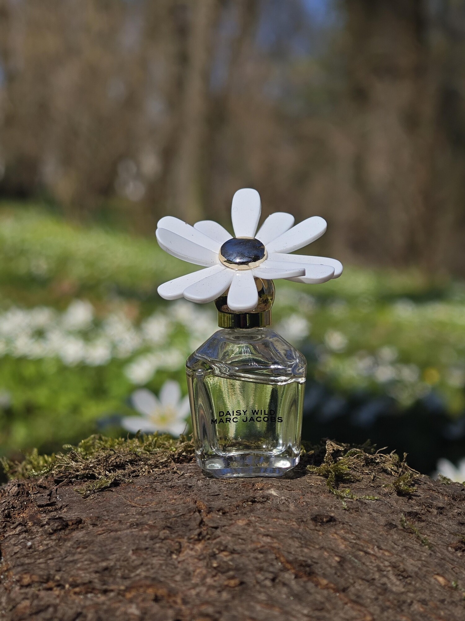 Daisy Wild Marc Jacobs perfume - a fragrance for women 2024