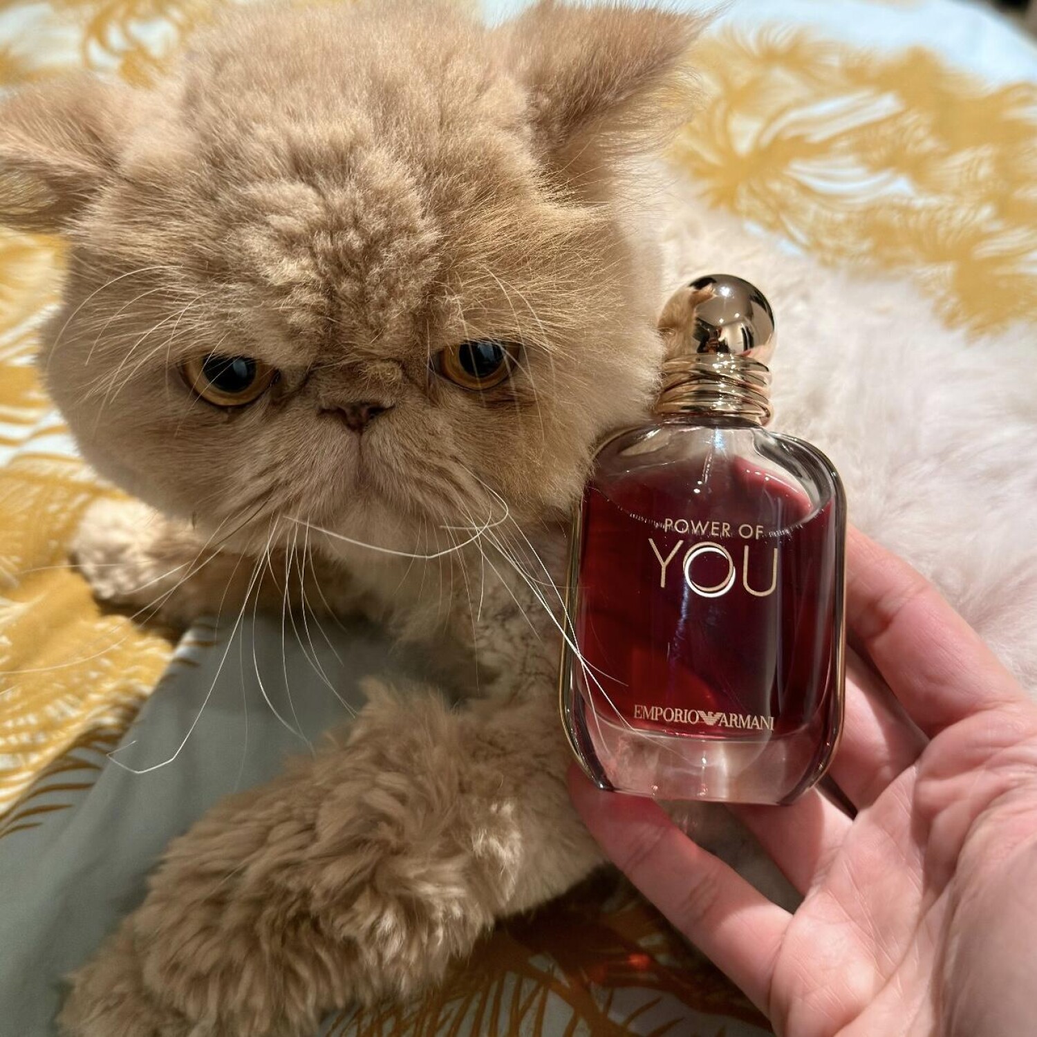 Power Of You Giorgio Armani perfume - a new fragrance for women 2026