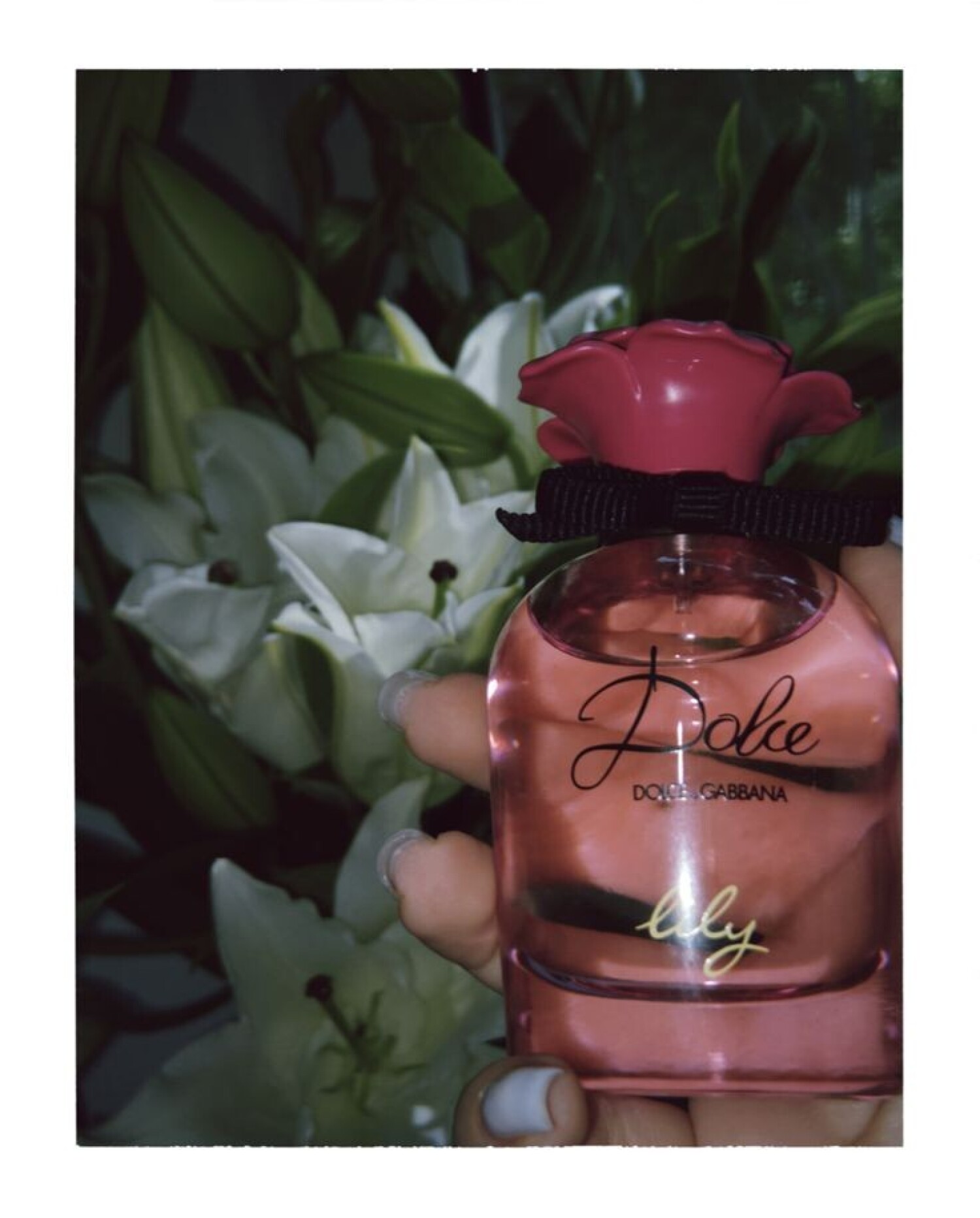 Dolce Lily Dolce&Gabbana perfume - a fragrance for women 2022