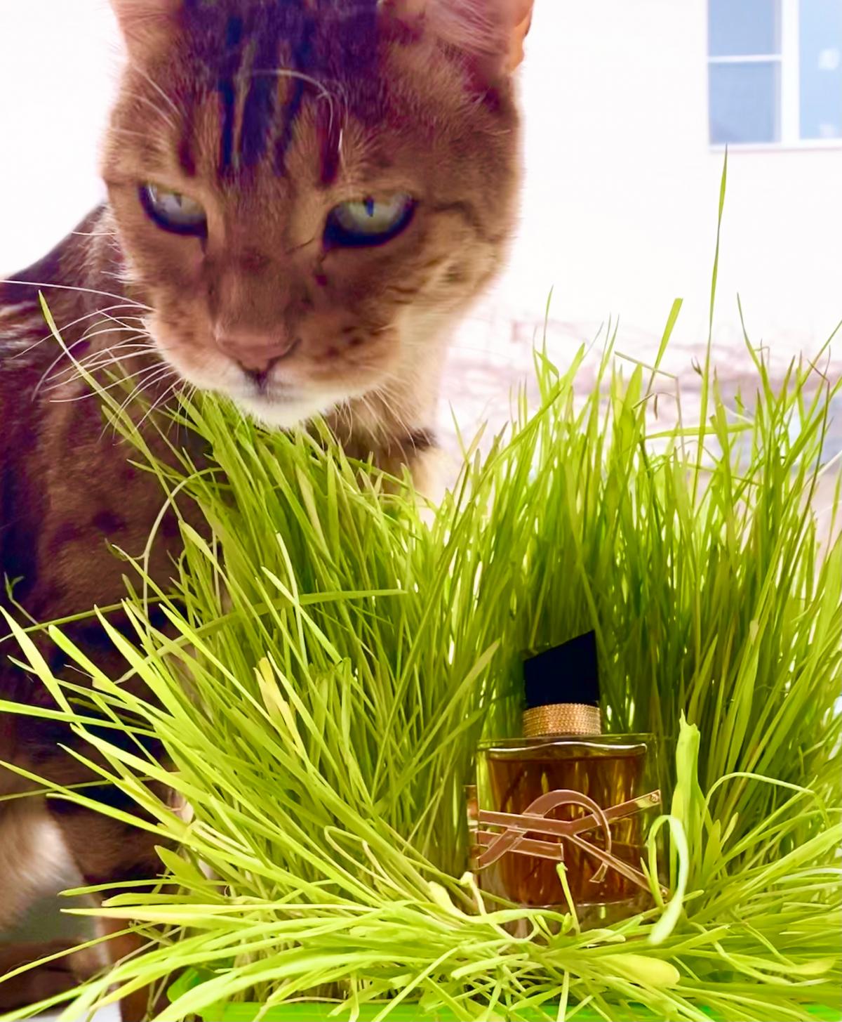 Libre Intense Yves Saint Laurent perfume - a new fragrance for women 2020