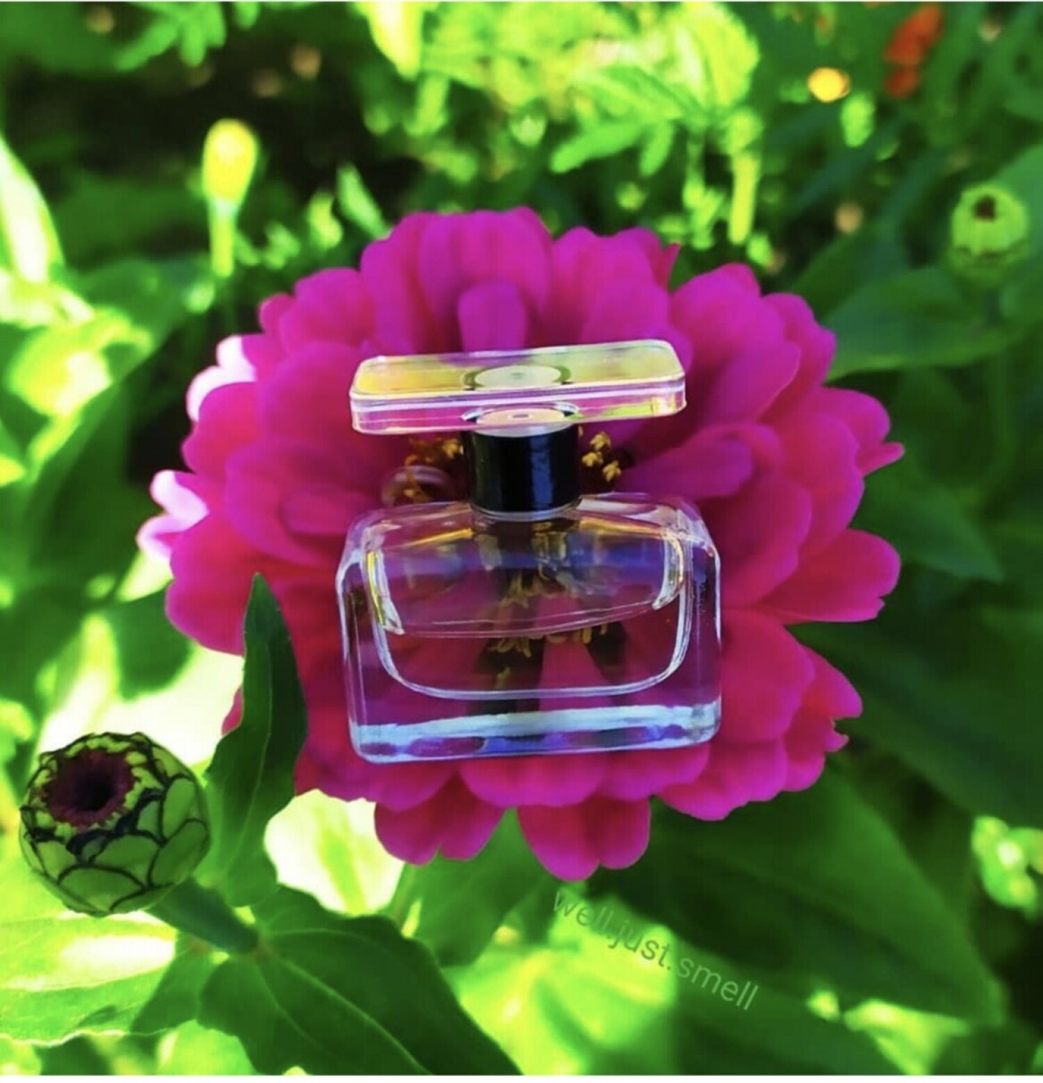 Marc Jacobs Marc Jacobs perfume - a fragrance for women 2001