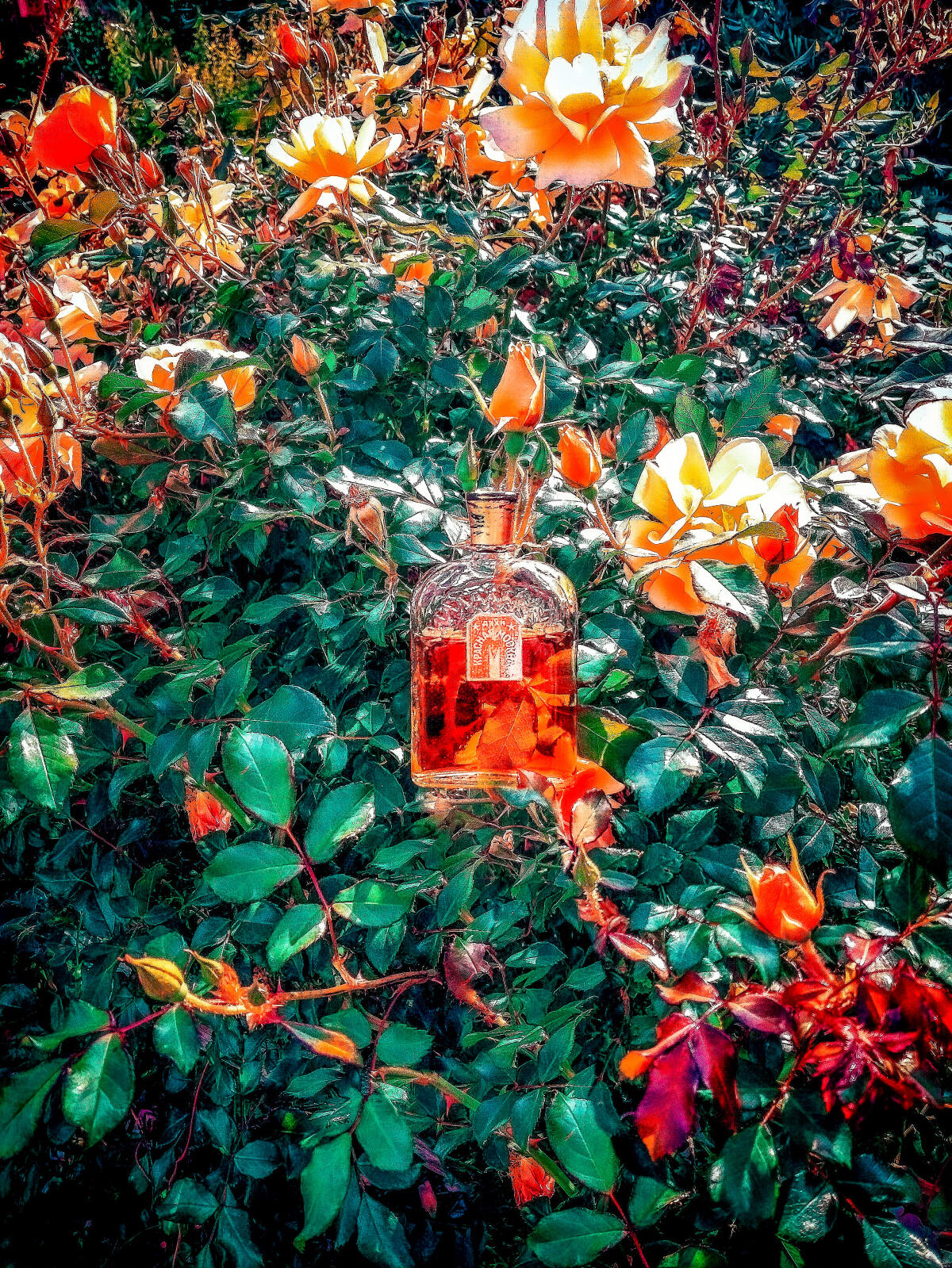 Красная Москва (Red Moscow) Новая Заря (The New Dawn) perfume - a ...