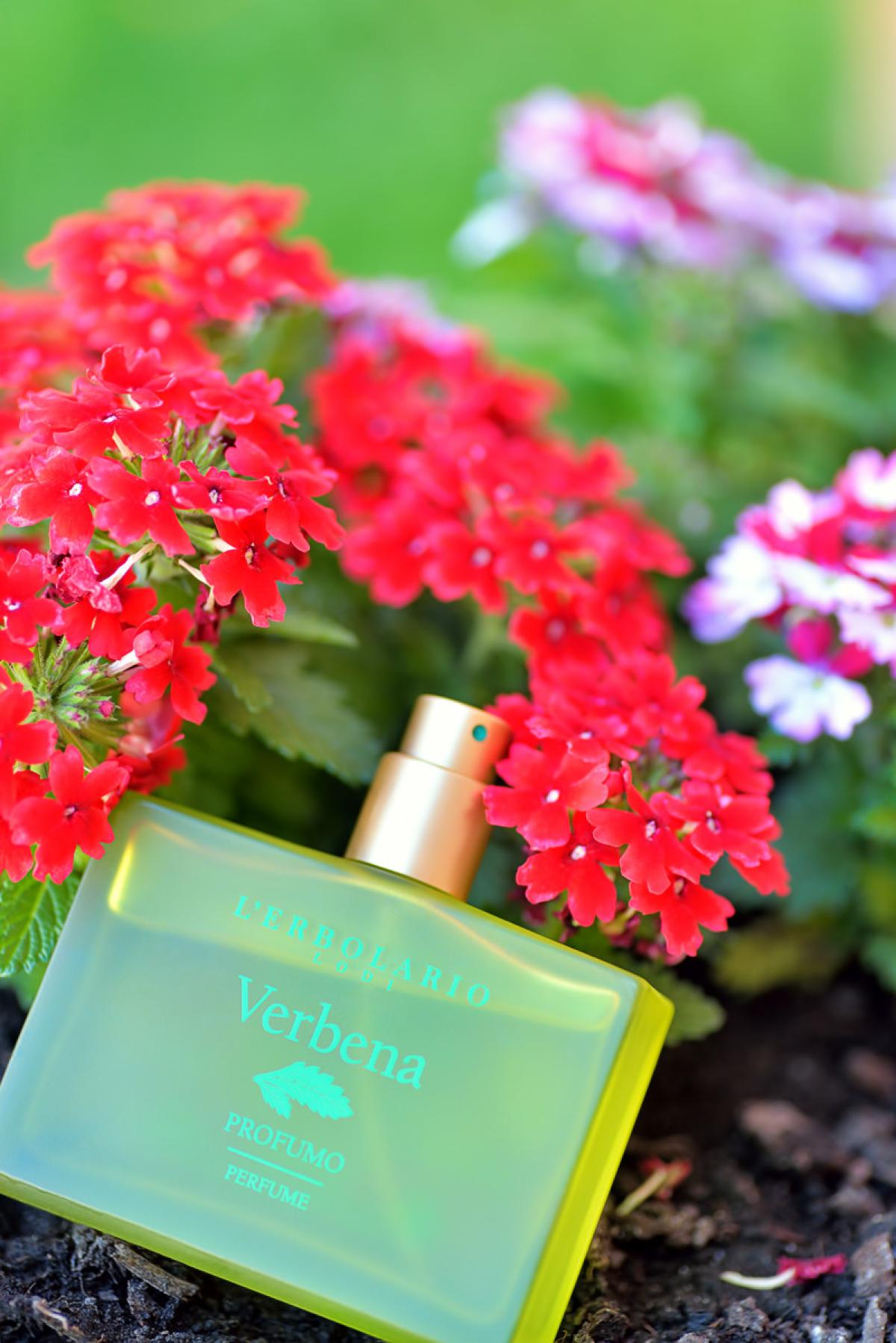 Verbena L'Erbolario perfume - a fragrance for women and men 2023