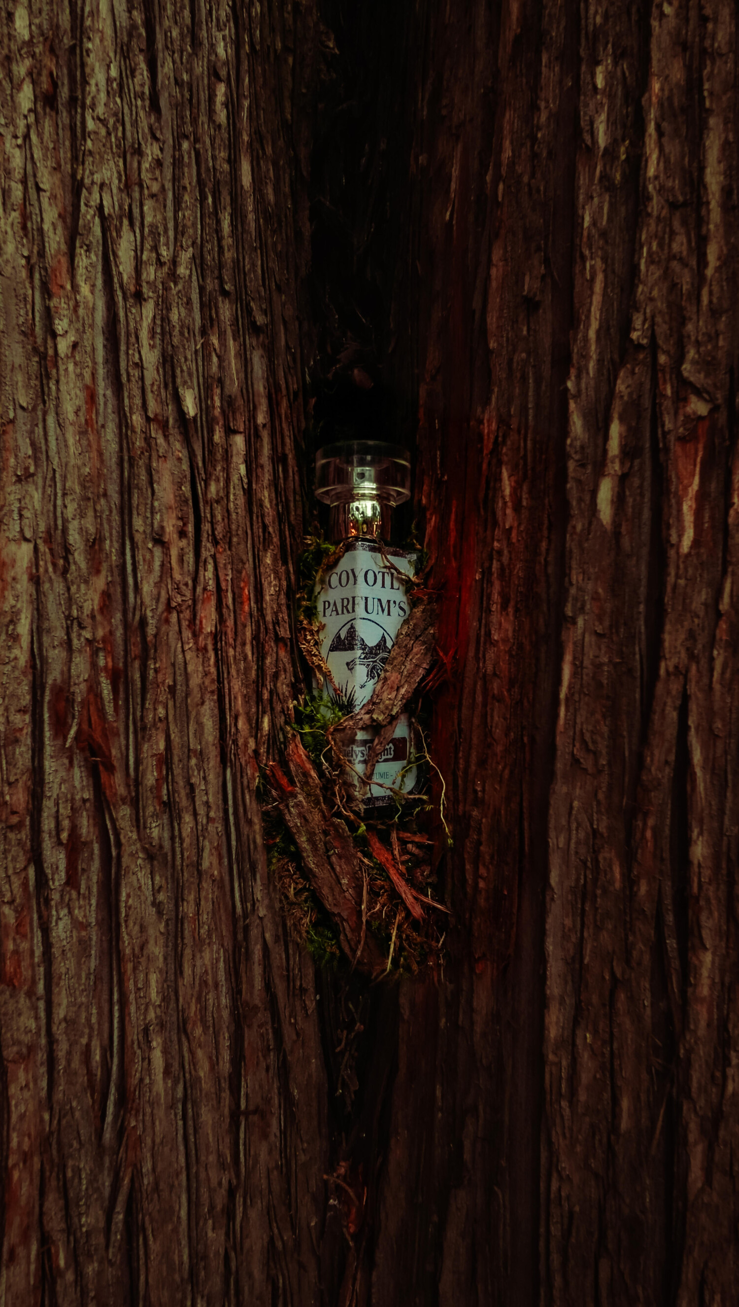 Yanelys Light Coyotl perfume - a new fragrance for women and men 2026