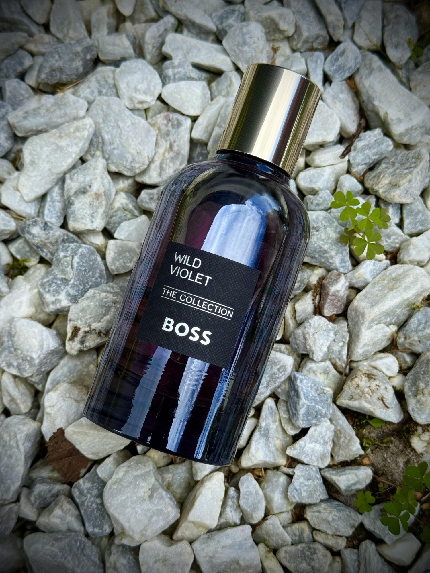 The Collection Wild Violet Hugo Boss perfume - a new fragrance for ...