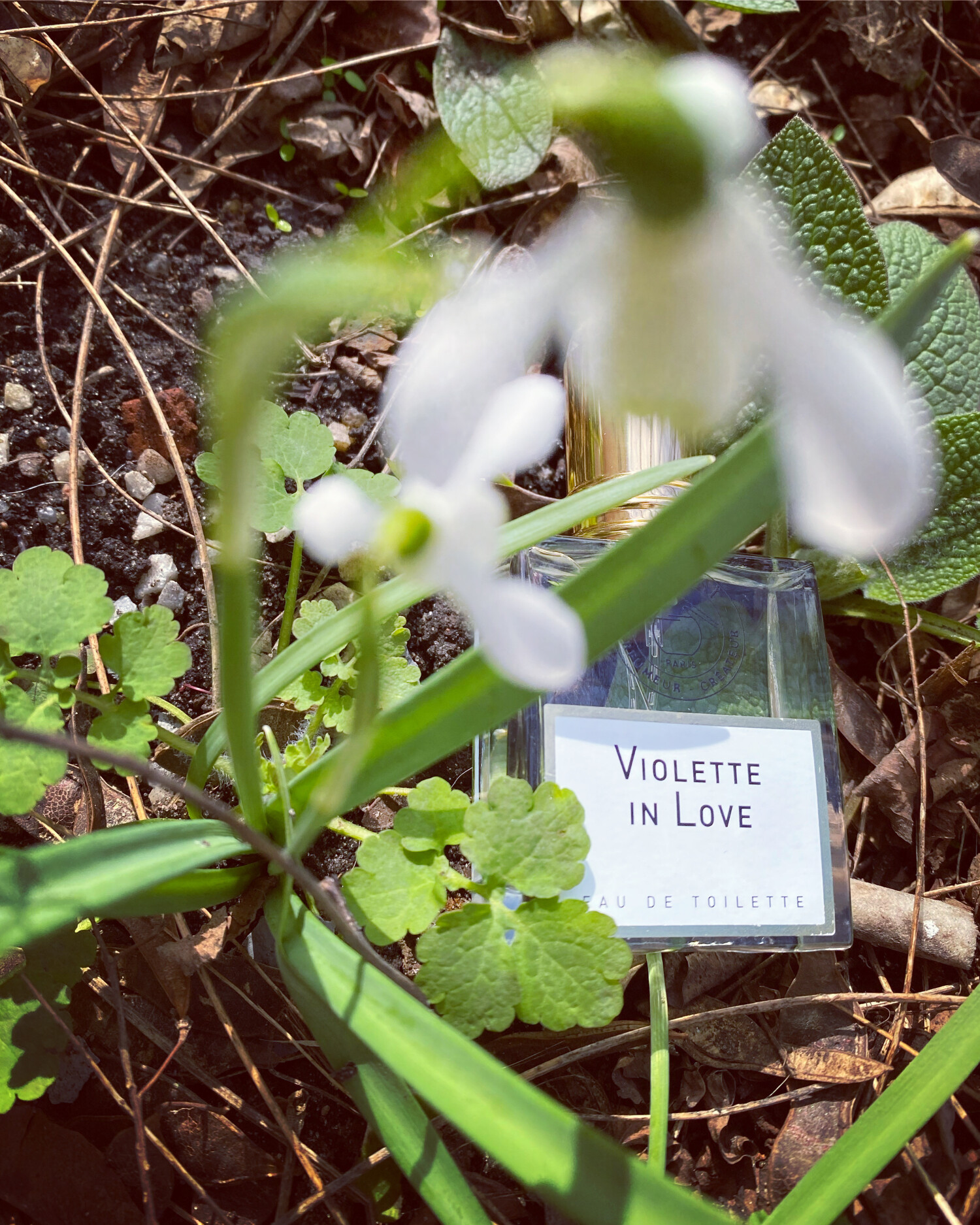 Violette in Love Nicolai Parfumeur Createur perfume - a fragrance for ...