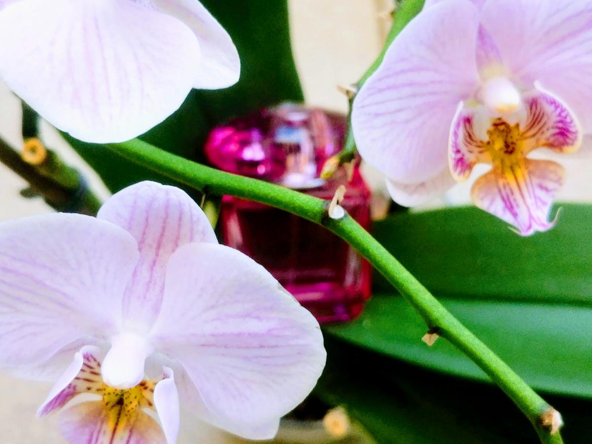 Bright Crystal Absolu Versace perfume - a fragrance for women 2013