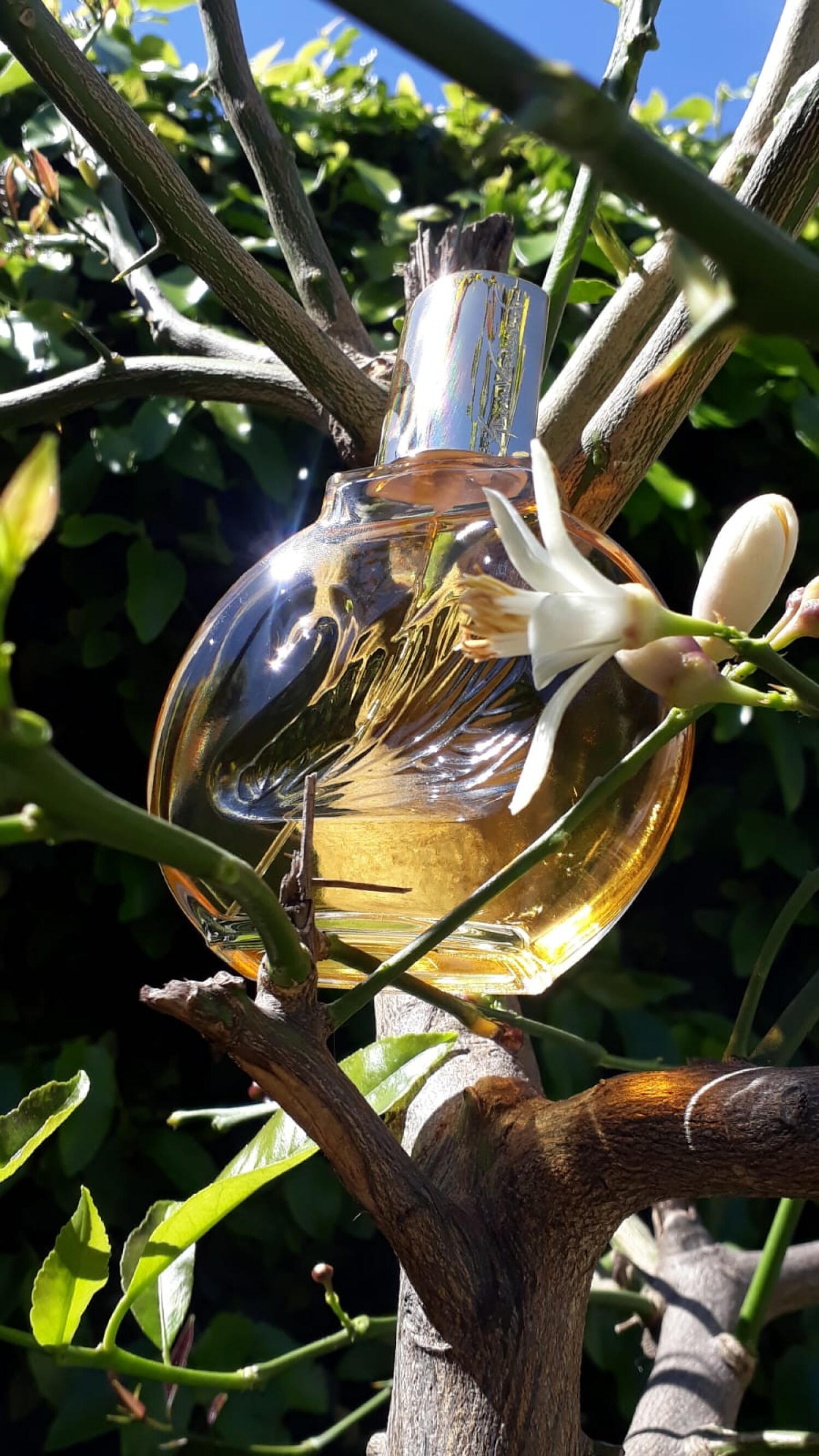 Vanderbilt Gloria Vanderbilt perfume - a fragrance for women 1982