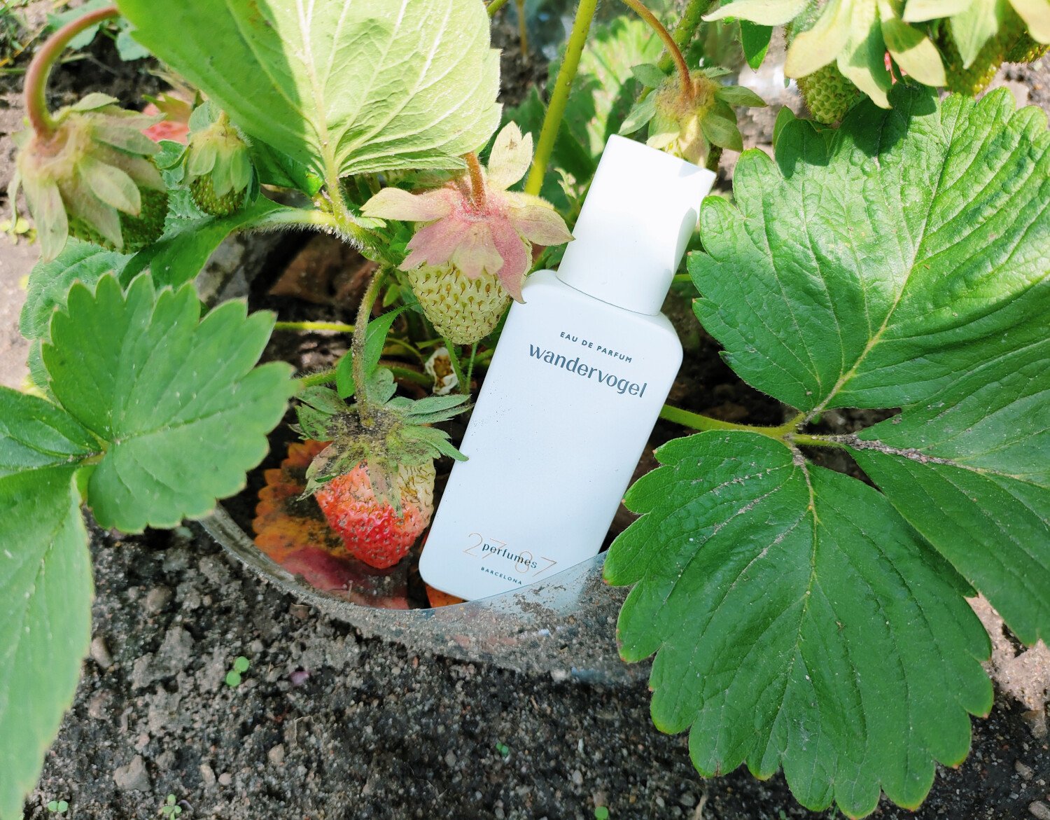 Wandervogel 27 87 perfume - a fragrance for women and men 2016