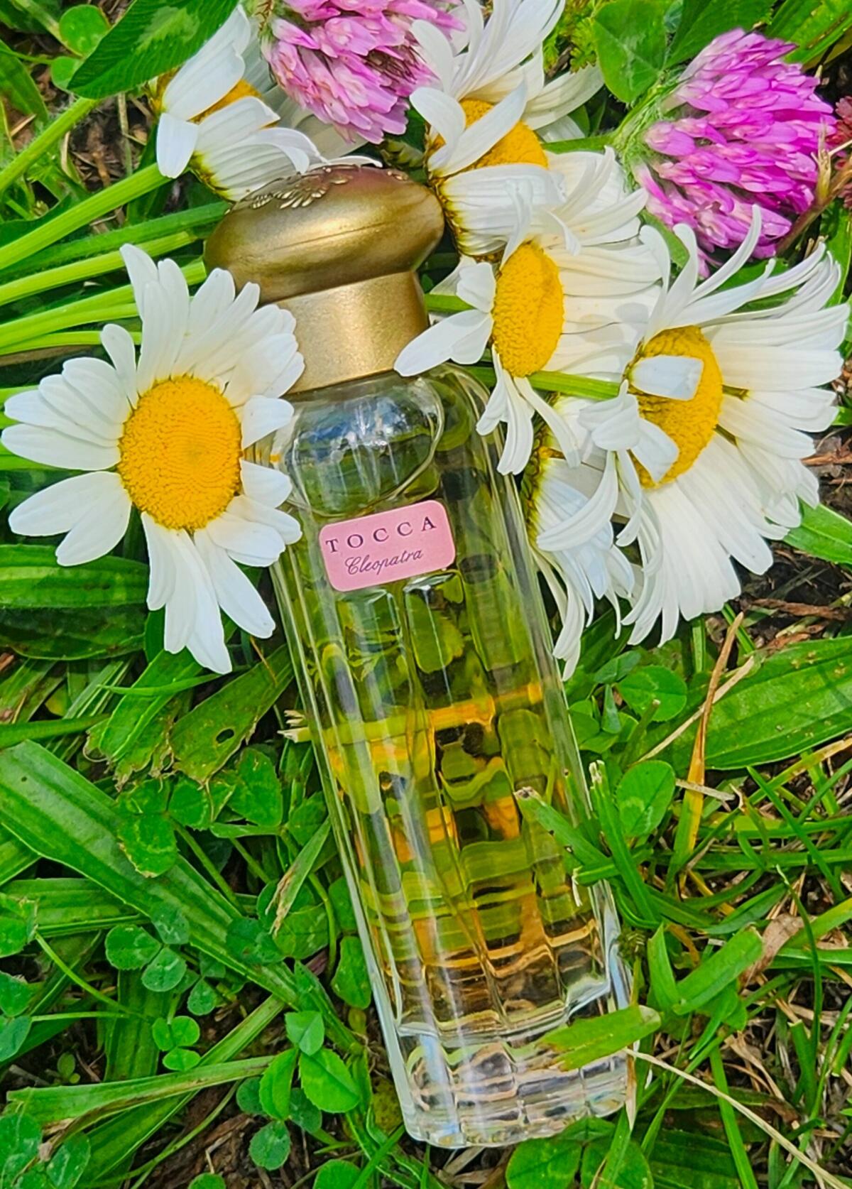 Cleopatra Tocca perfume - a fragrance for women 2007