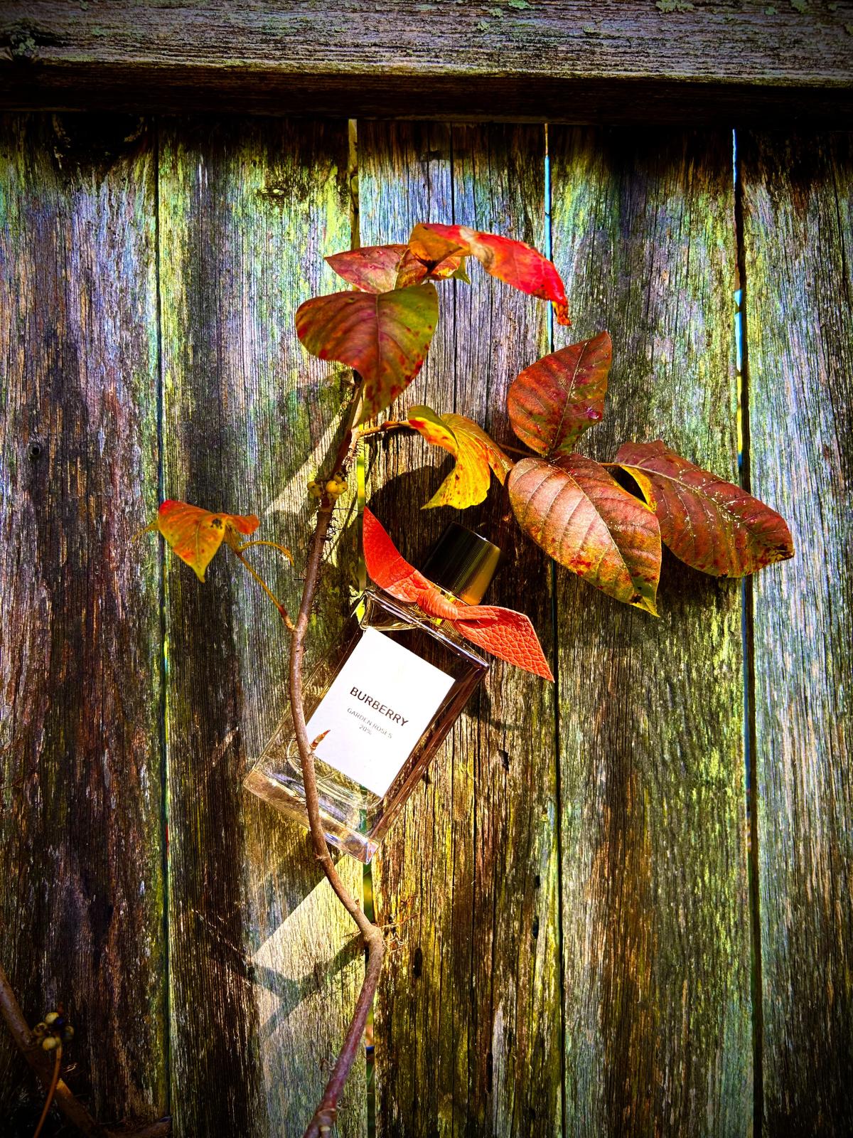 Garden Roses Burberry perfume - a fragrance for women and men 2017