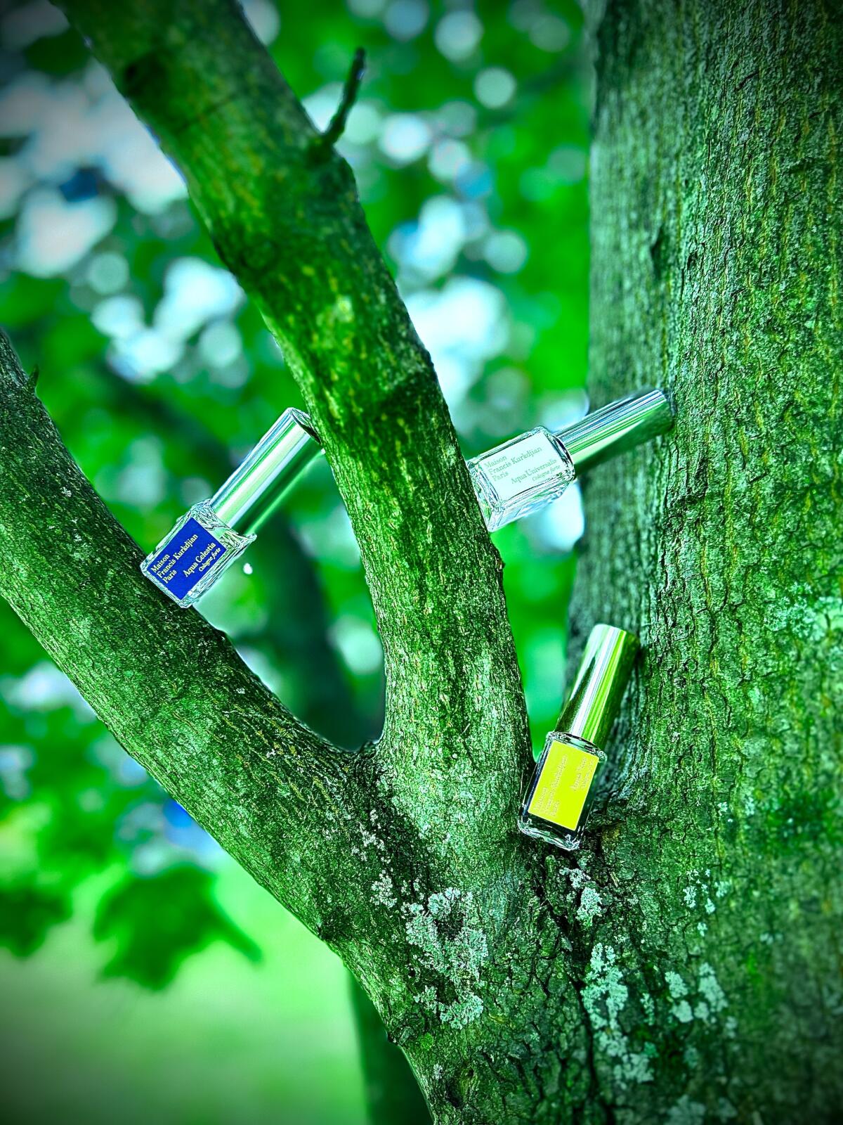 Aqua Celestia Cologne Forte Maison Francis Kurkdjian perfume - a ...