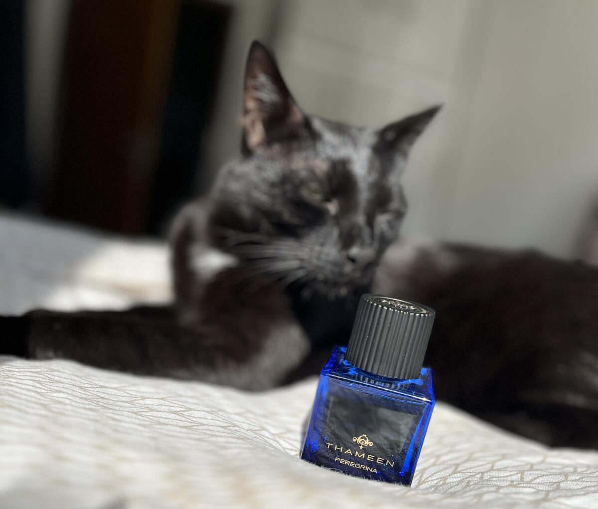 Peregrina Thameen perfume - a fragrance for women and men 2019