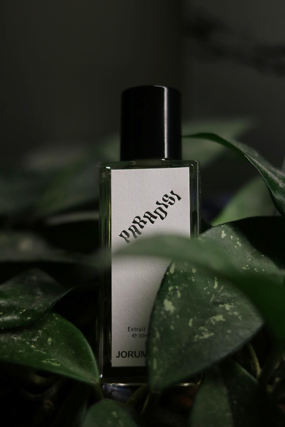 Paradisi Jorum Studio аромат — аромат для мужчин и женщин 2022