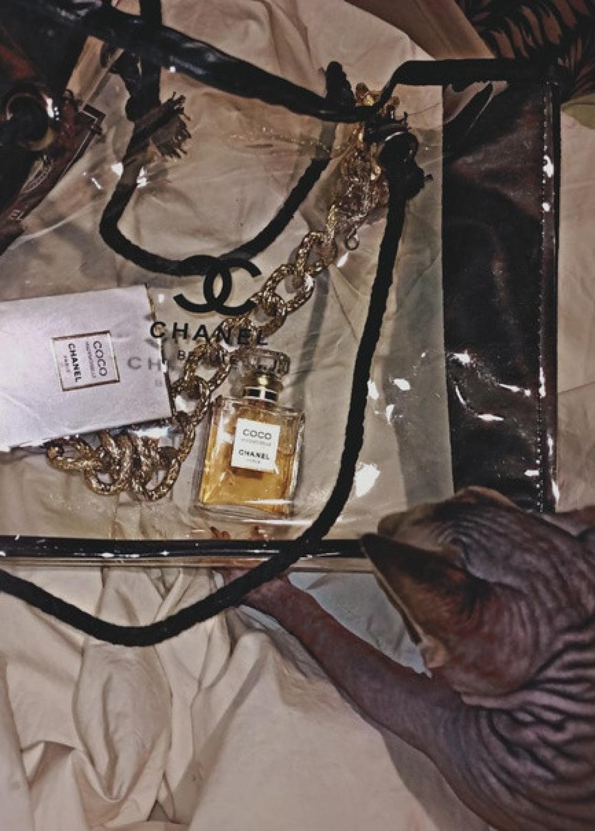 Coco Mademoiselle Intense Chanel perfume - a fragrance for women 2018