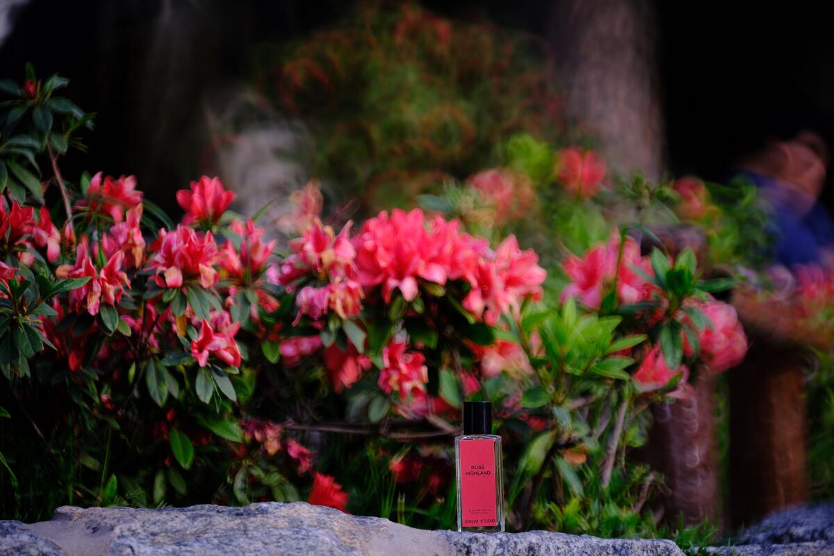 Rose Highland Jorum Studio сүрчиг - a шинэ сүрчиг эрэгтэй эмэгтэй 2022