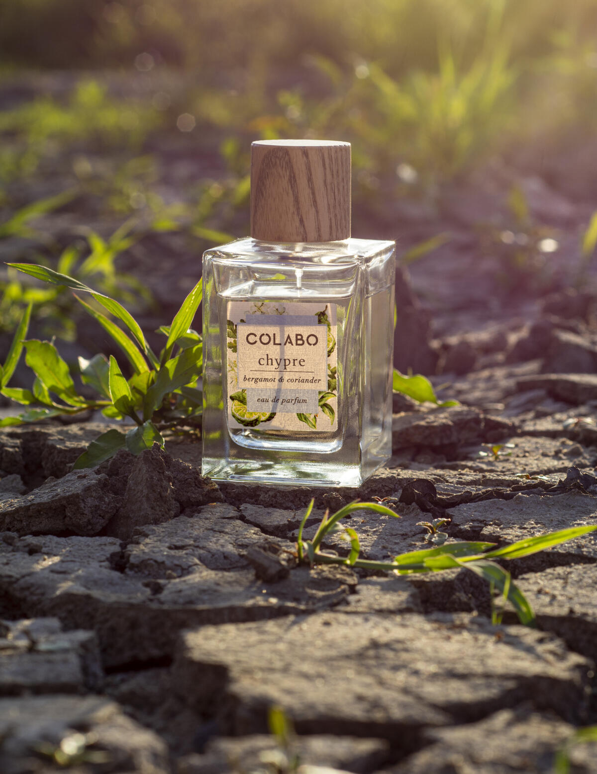 Chypre Bergamot & Coriander COLABO perfume - a fragrance for women and ...