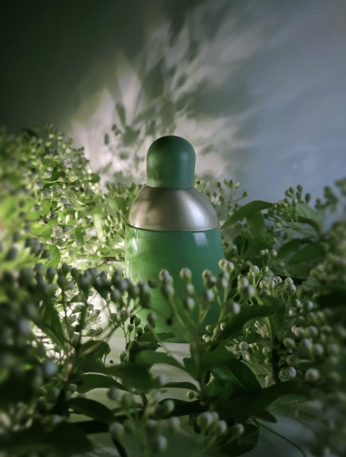 Eden Cacharel perfume - a fragrância Feminino 1994