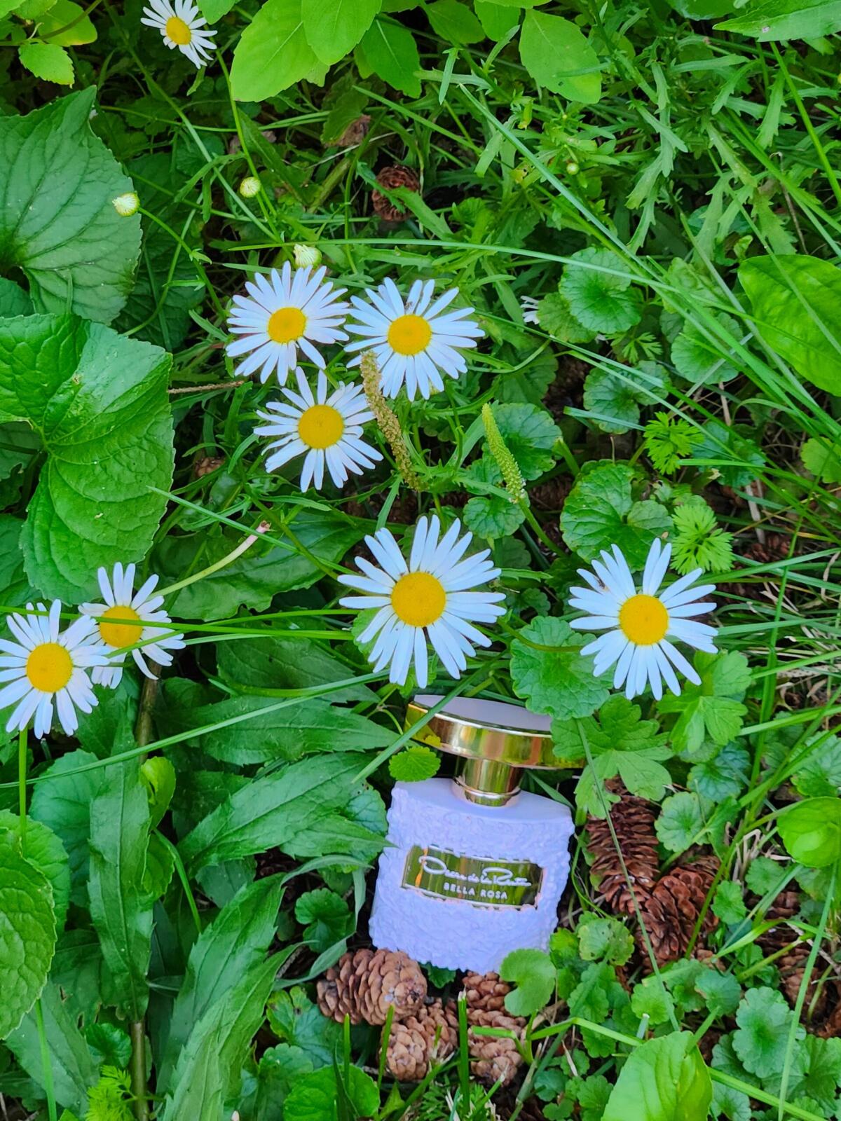 Bella Rosa Oscar de la Renta perfume - a fragrance for women 2019