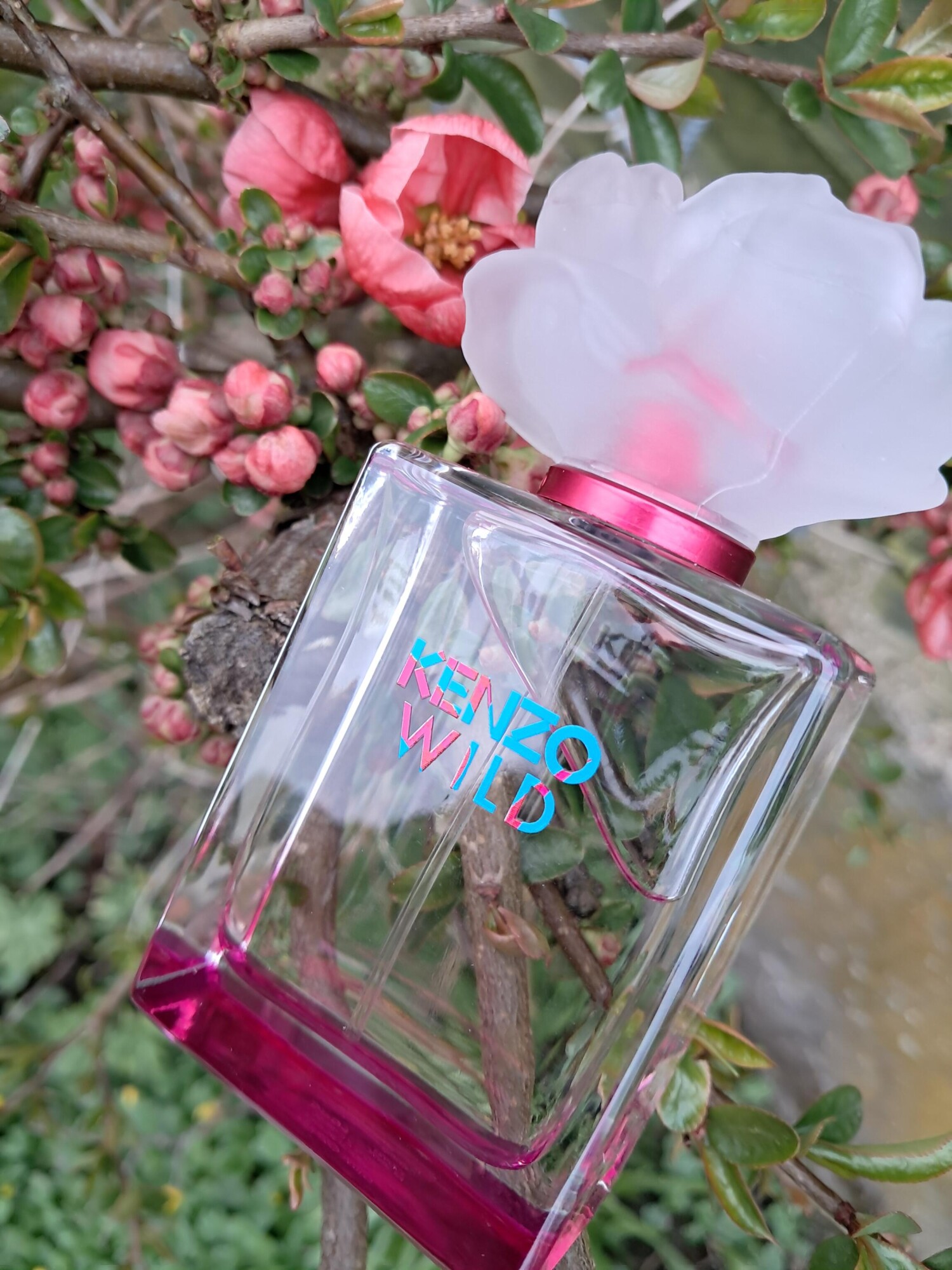 Wild Kenzo perfume - a fragrance for women 2015