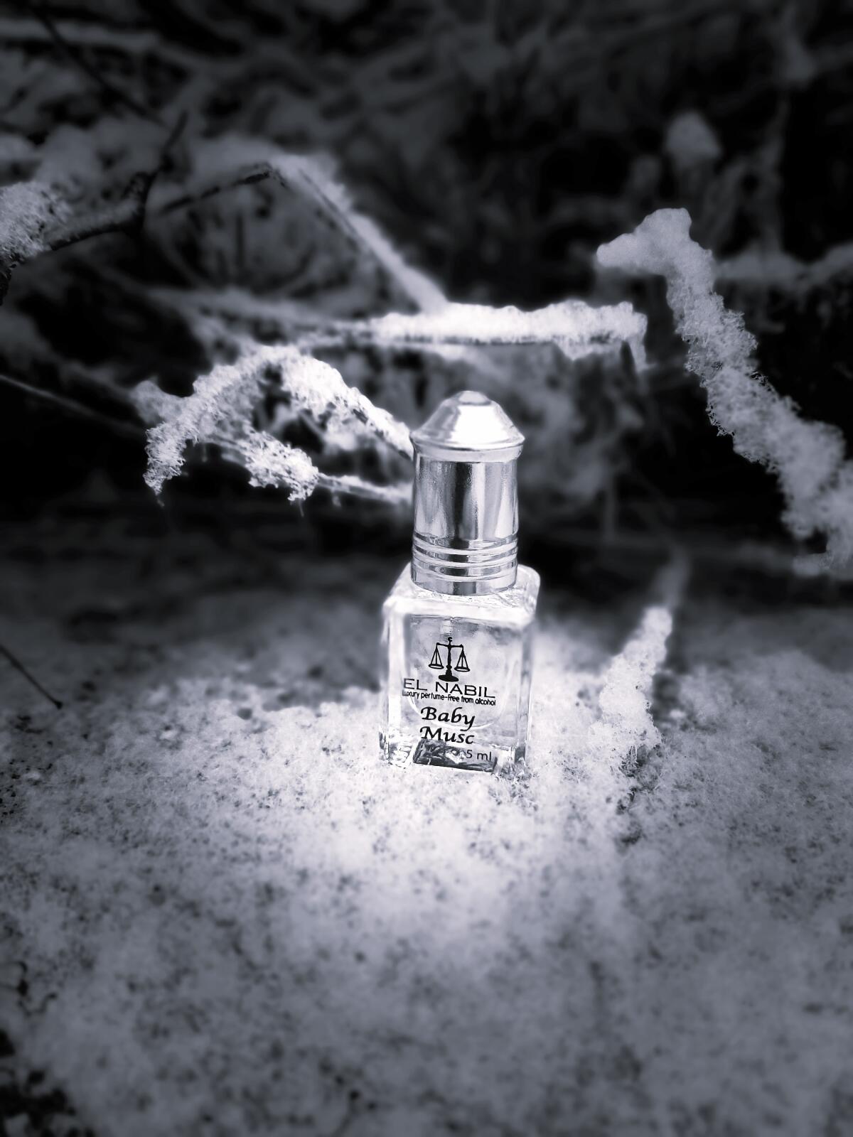 Baby Musk El Nabil сүрчиг - a сүрчиг эрэгтэй эмэгтэй