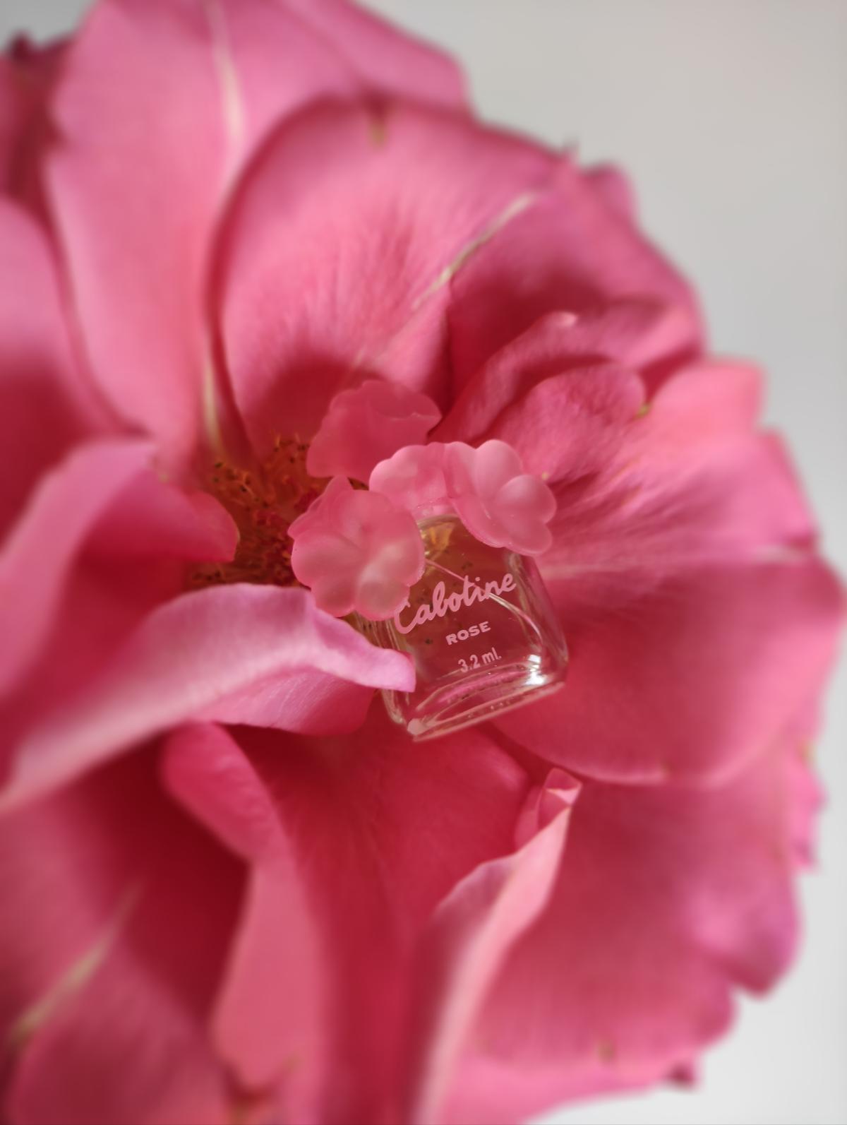 Cabotine Rose Grès perfume - a fragrância Feminino 2003