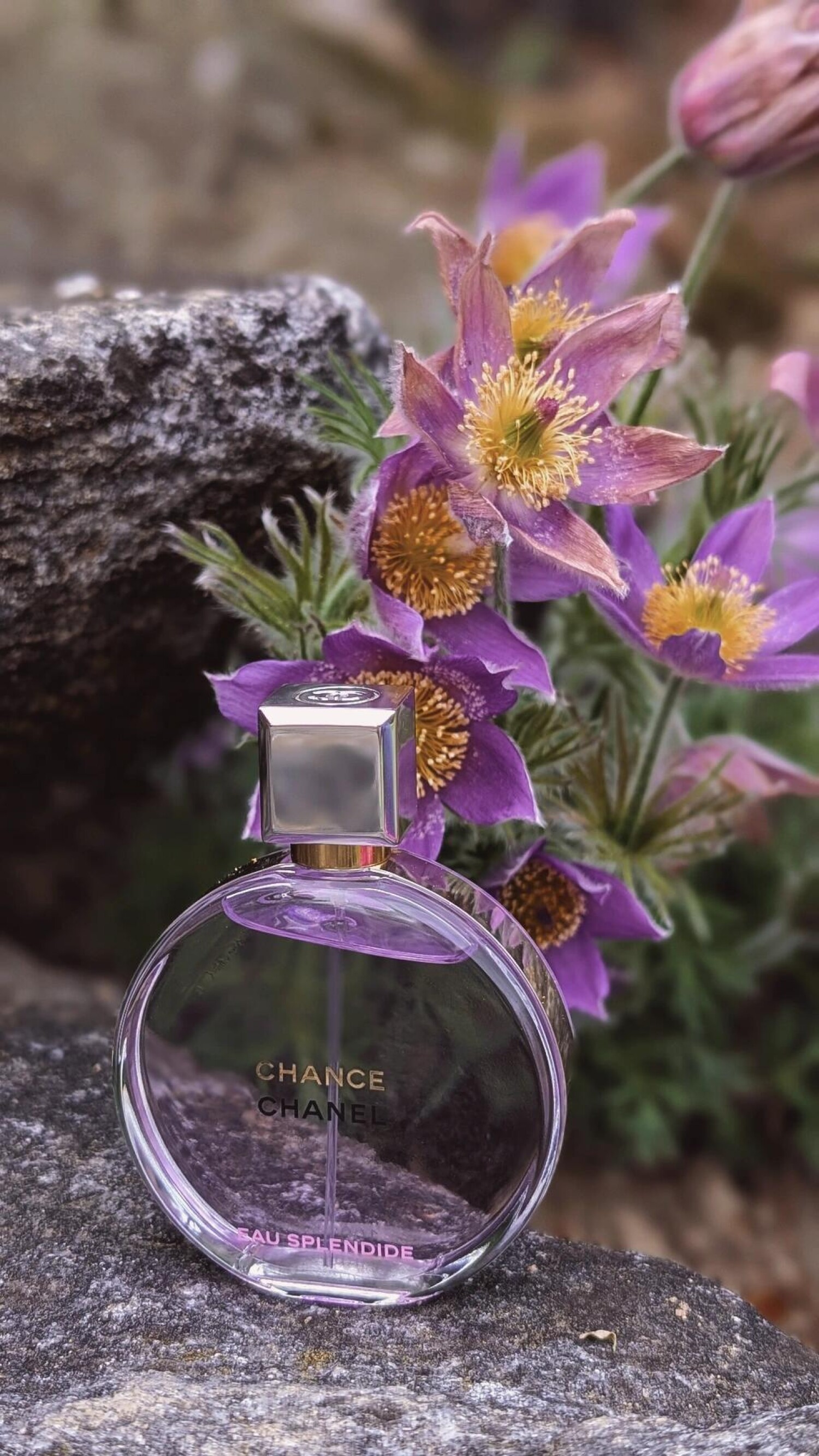 Chance Eau Splendide Chanel perfume - a new fragrance for women 2025
