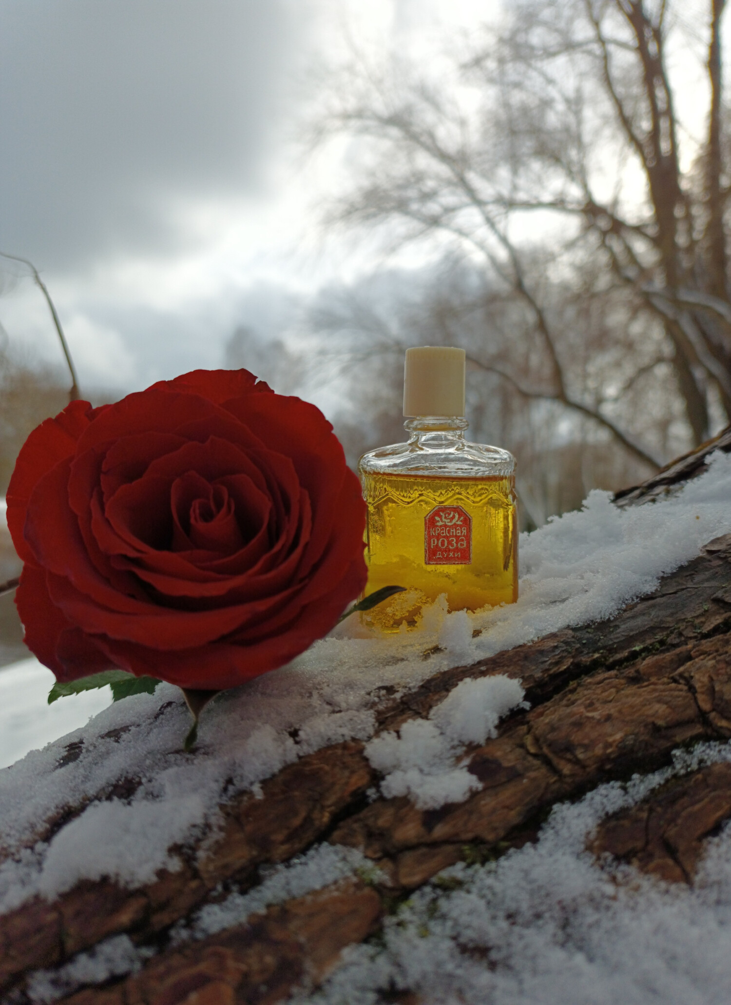Красная Роза (Red Rose) Новая Заря (The New Dawn) perfume - a fragrance ...