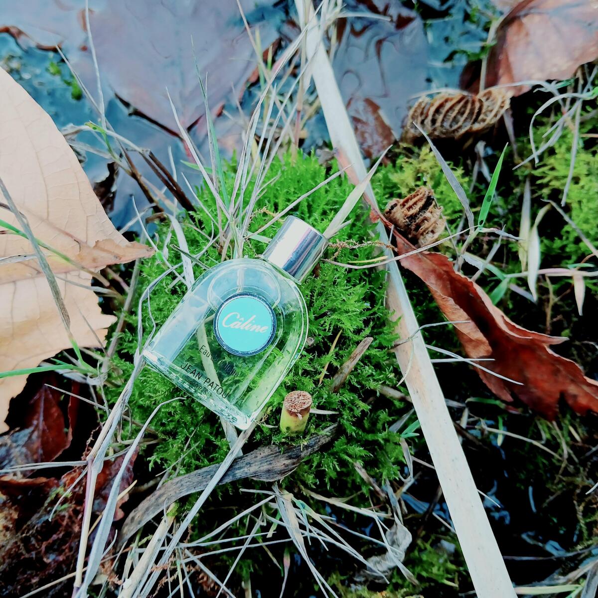 Câline Jean Patou perfume - a fragrance for women 1964