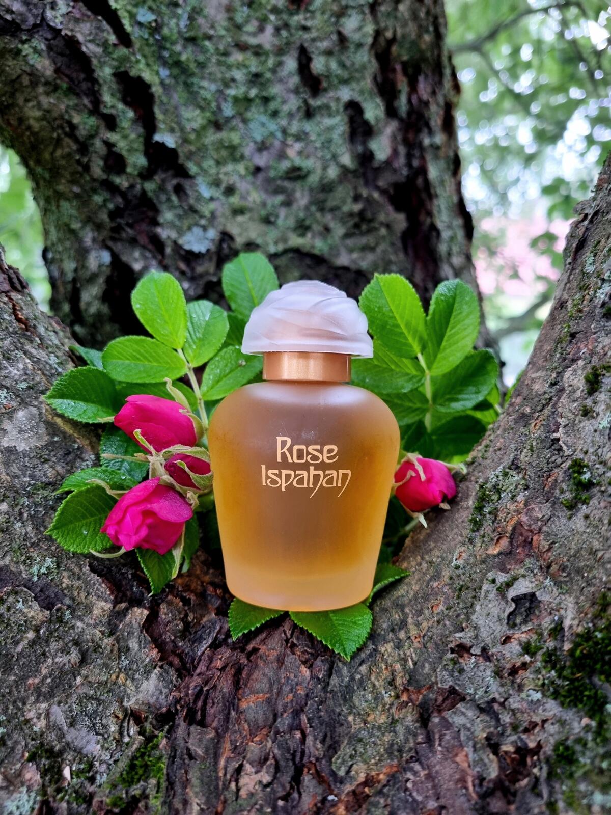 Rose Ispahan Yves Rocher perfume - a fragrance for women 1996