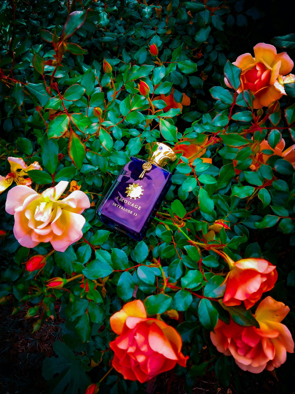 Interlude 53 Man Amouage cologne - a fragrance for men 2020