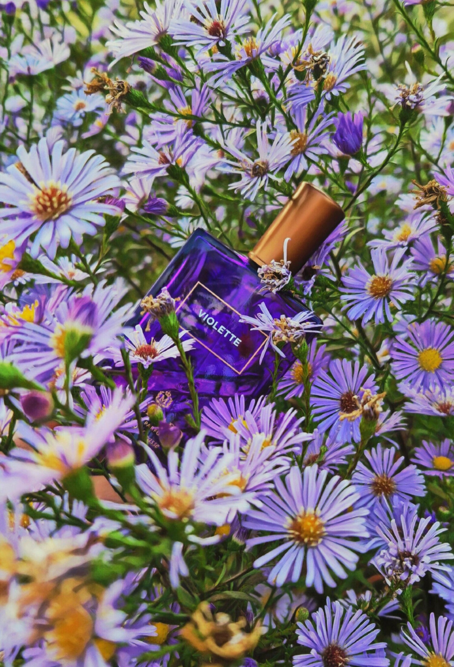 Violette Eau de Parfum Molinard perfume - a fragrance for women and men ...