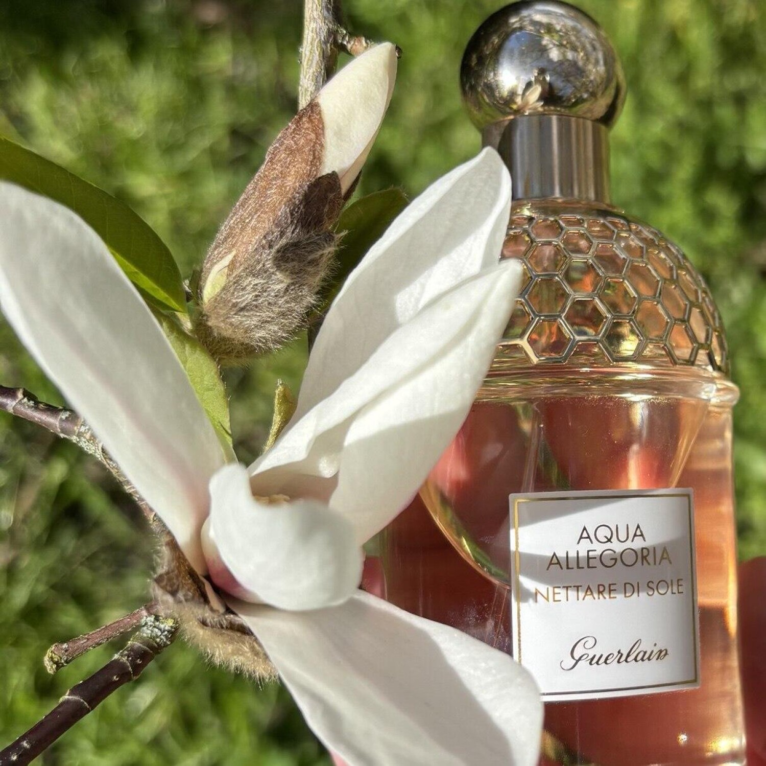 Aqua Allegoria Nettare di Sole Guerlain perfume - a fragrance for women ...