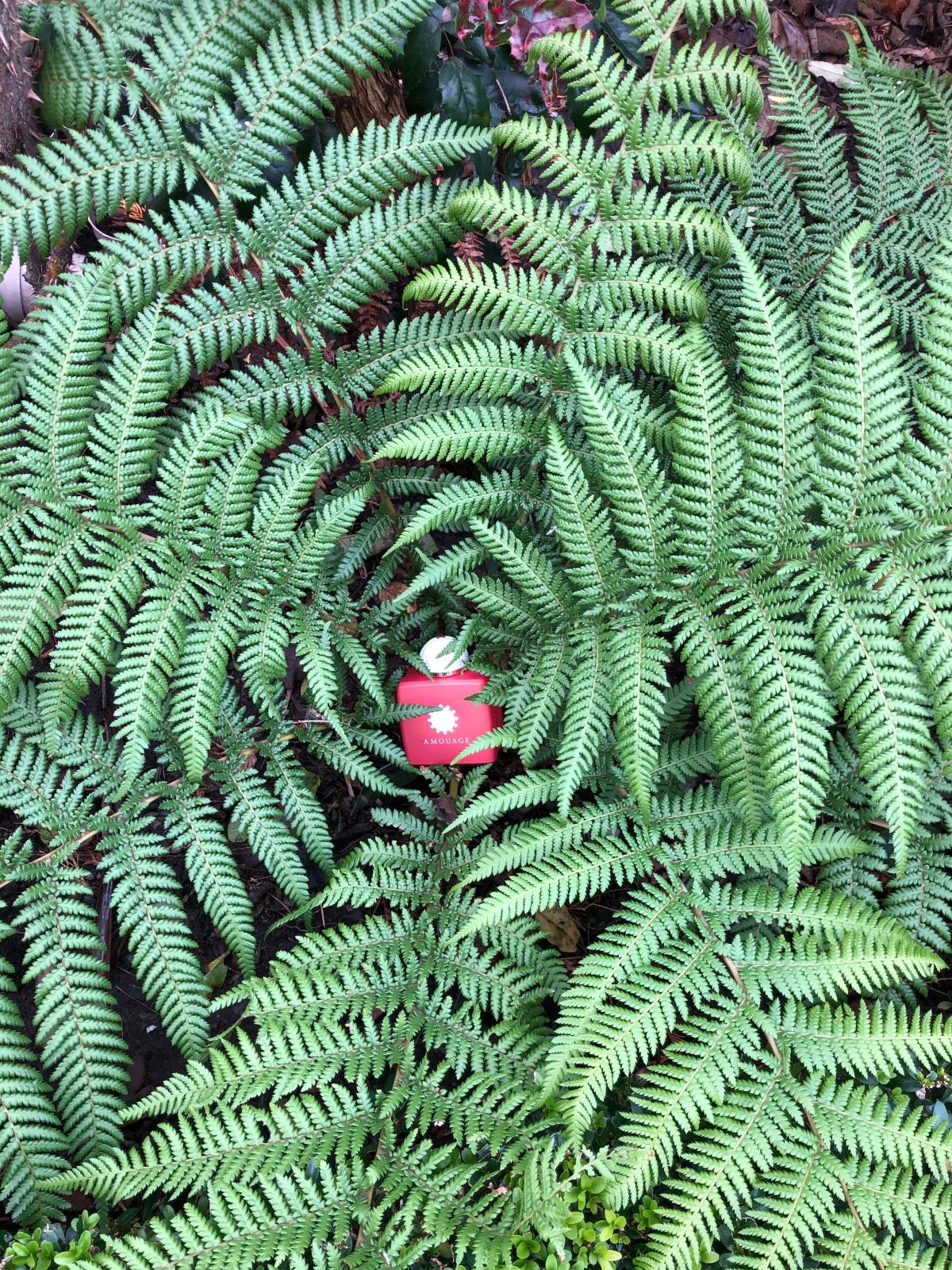 Bracken Woman Amouage perfume - a fragrance for women 2016