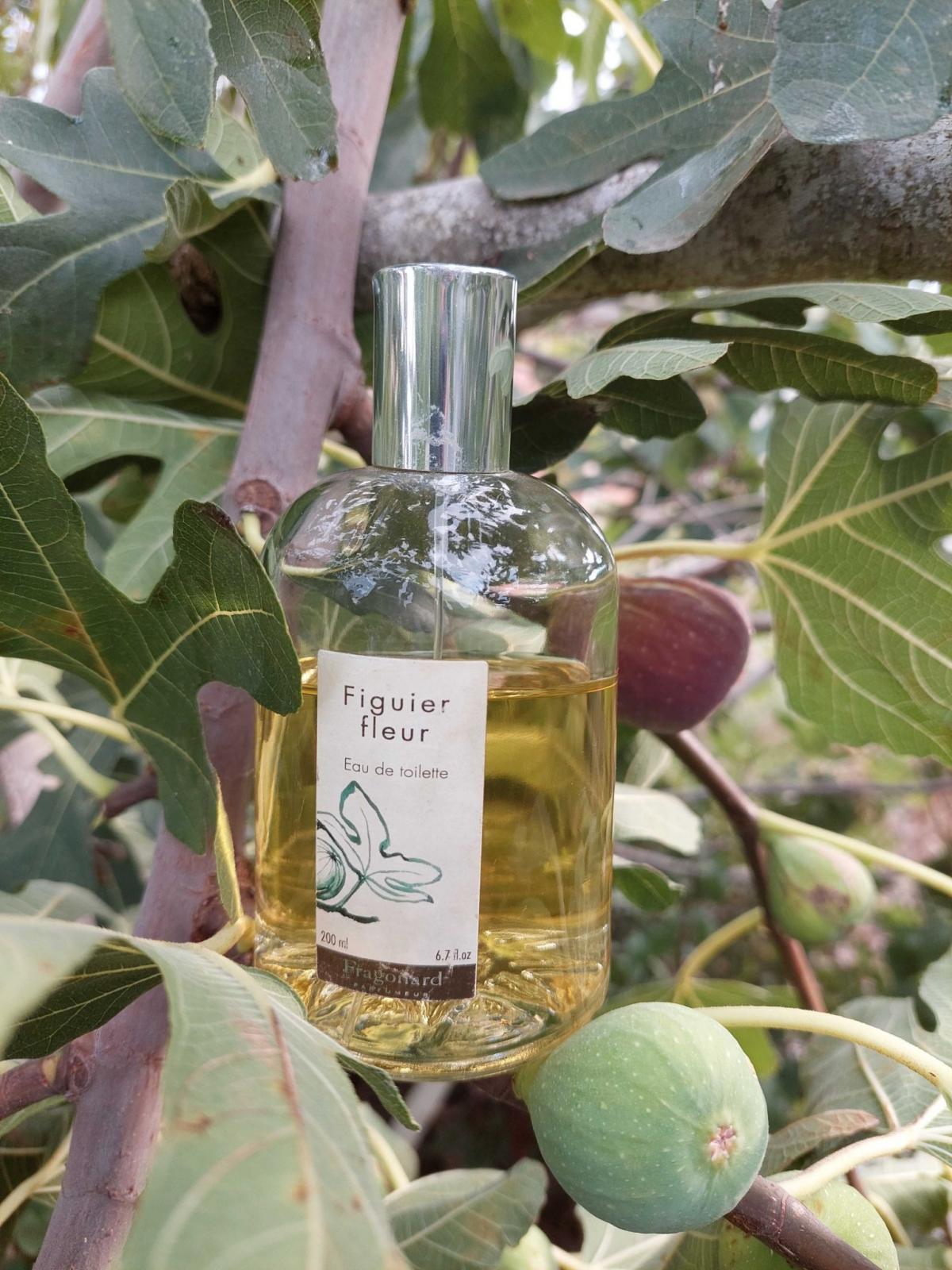 Les Naturelles: Figuier fleur Fragonard parfum - un parfum pour homme ...