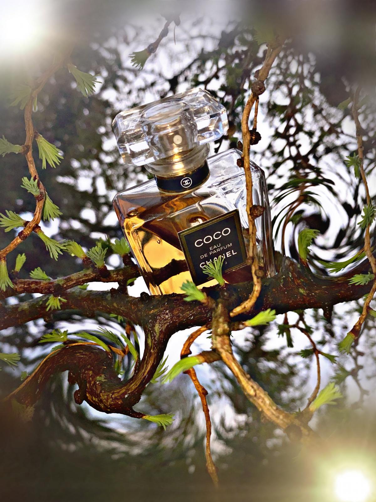 Coco Eau de Parfum Chanel fragancia - una fragancia para Mujeres 1984