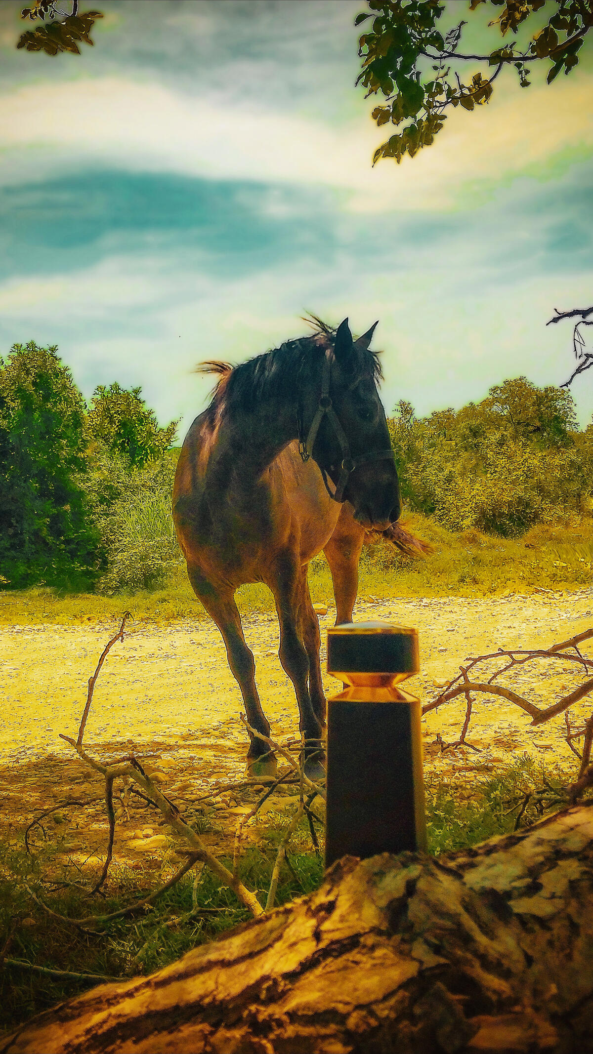 Falkar Bvlgari Cologne - un parfum pour homme 2019