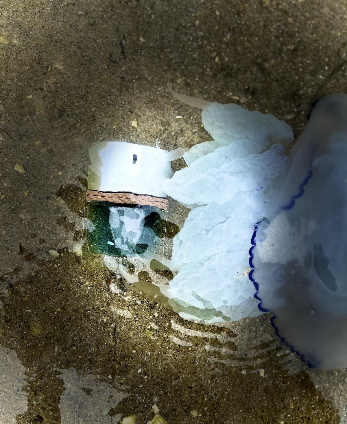 Wildblue Banana Republic cologne - a fragrance for men 2012