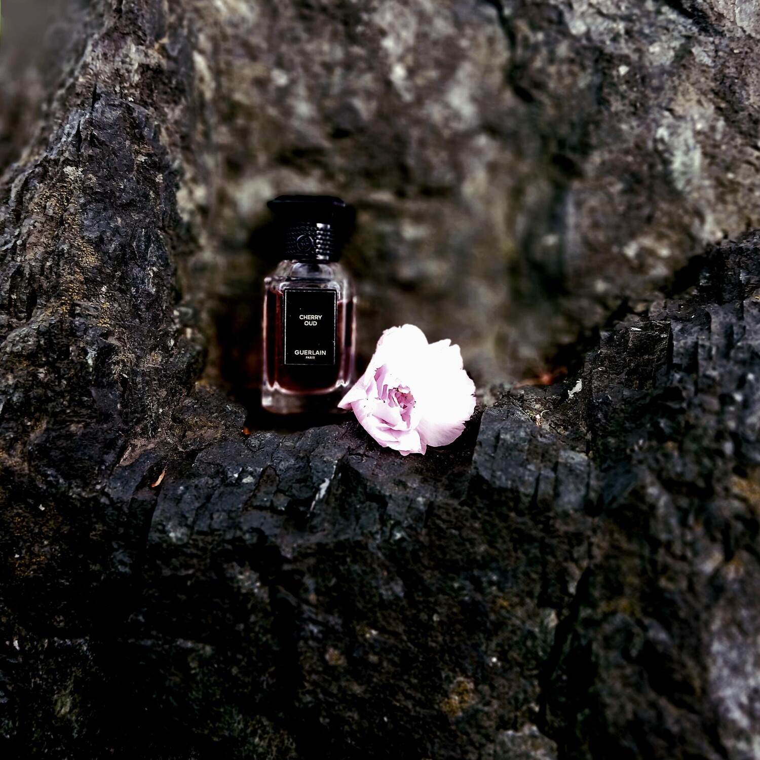 Cherry Oud Guerlain perfume - a fragrance for women and men 2022